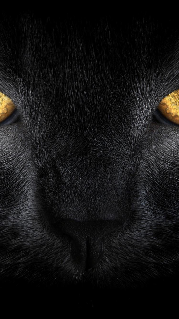 Cat Face iPhone Wallpapers - Top Free Cat Face iPhone Backgrounds ...