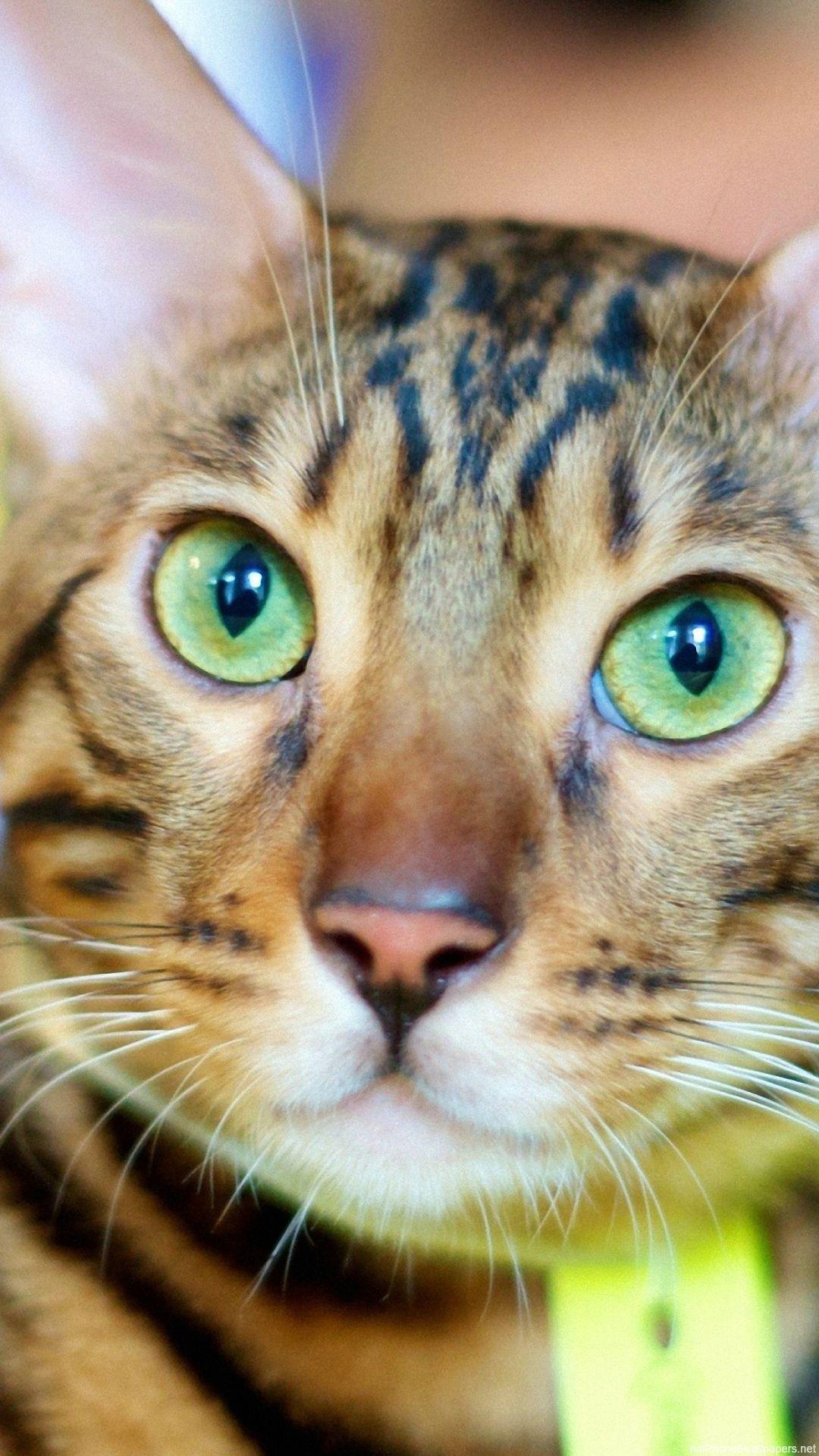 Cat Face iPhone Wallpapers - Top Free Cat Face iPhone Backgrounds ...