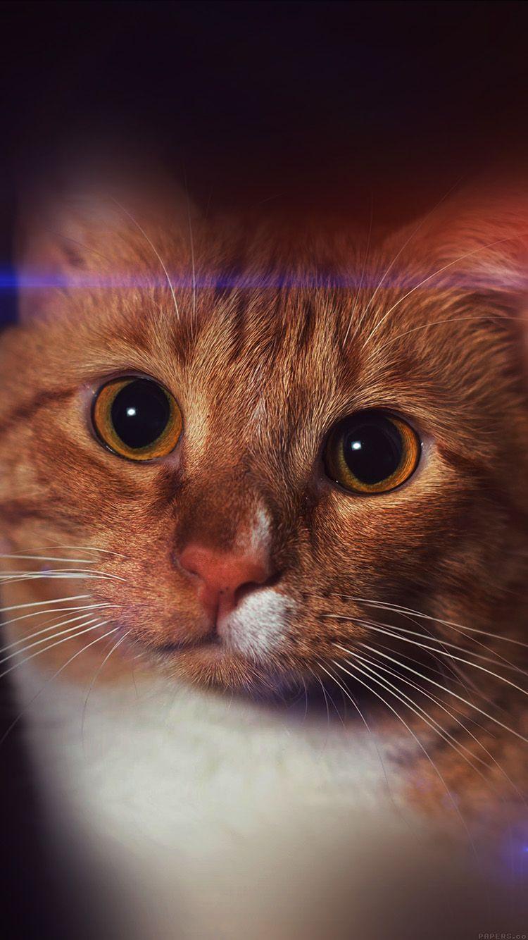 Cat Face iPhone Wallpapers - Top Free Cat Face iPhone Backgrounds ...
