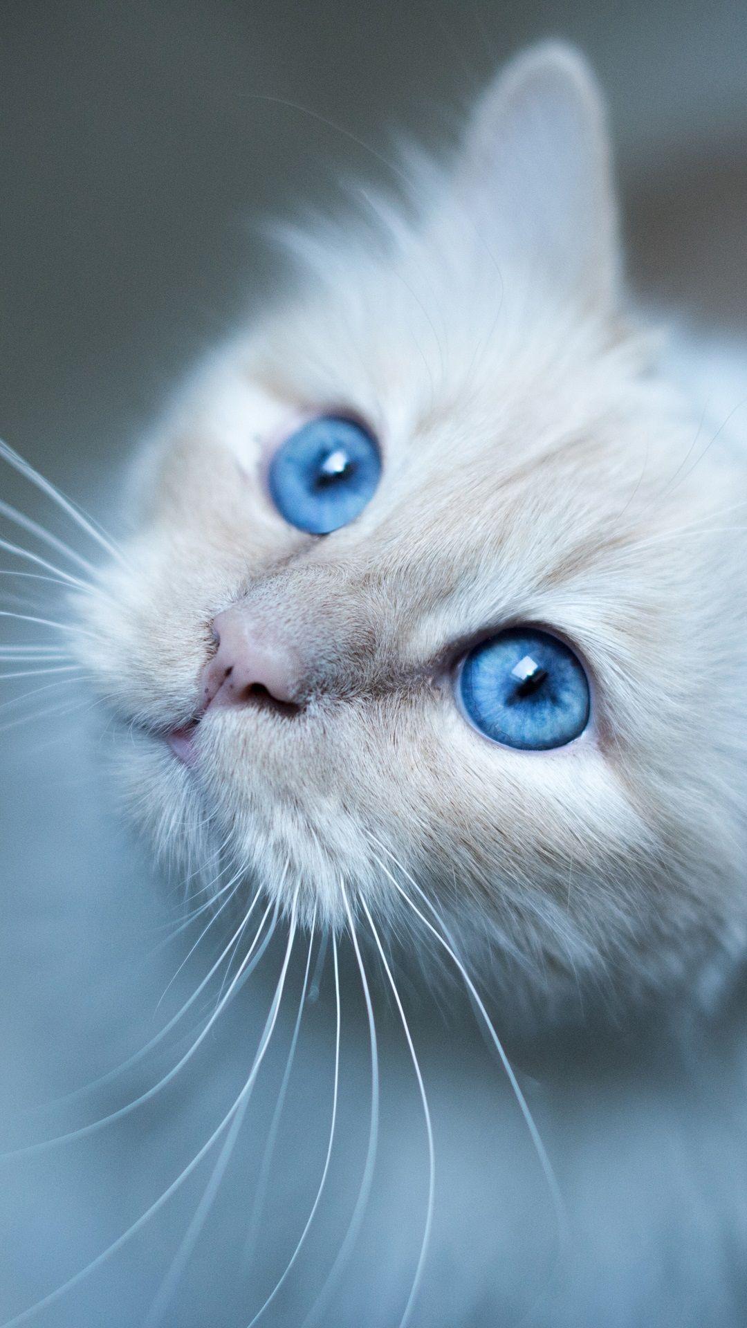 Cat Face iPhone Wallpapers - Top Free Cat Face iPhone Backgrounds ...