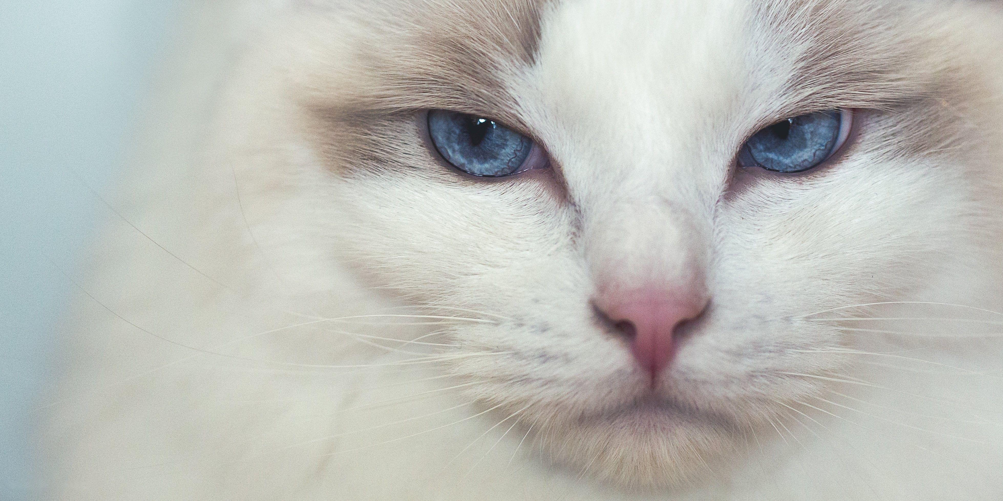 Cat Face iPhone Wallpapers - Top Free Cat Face iPhone Backgrounds ...
