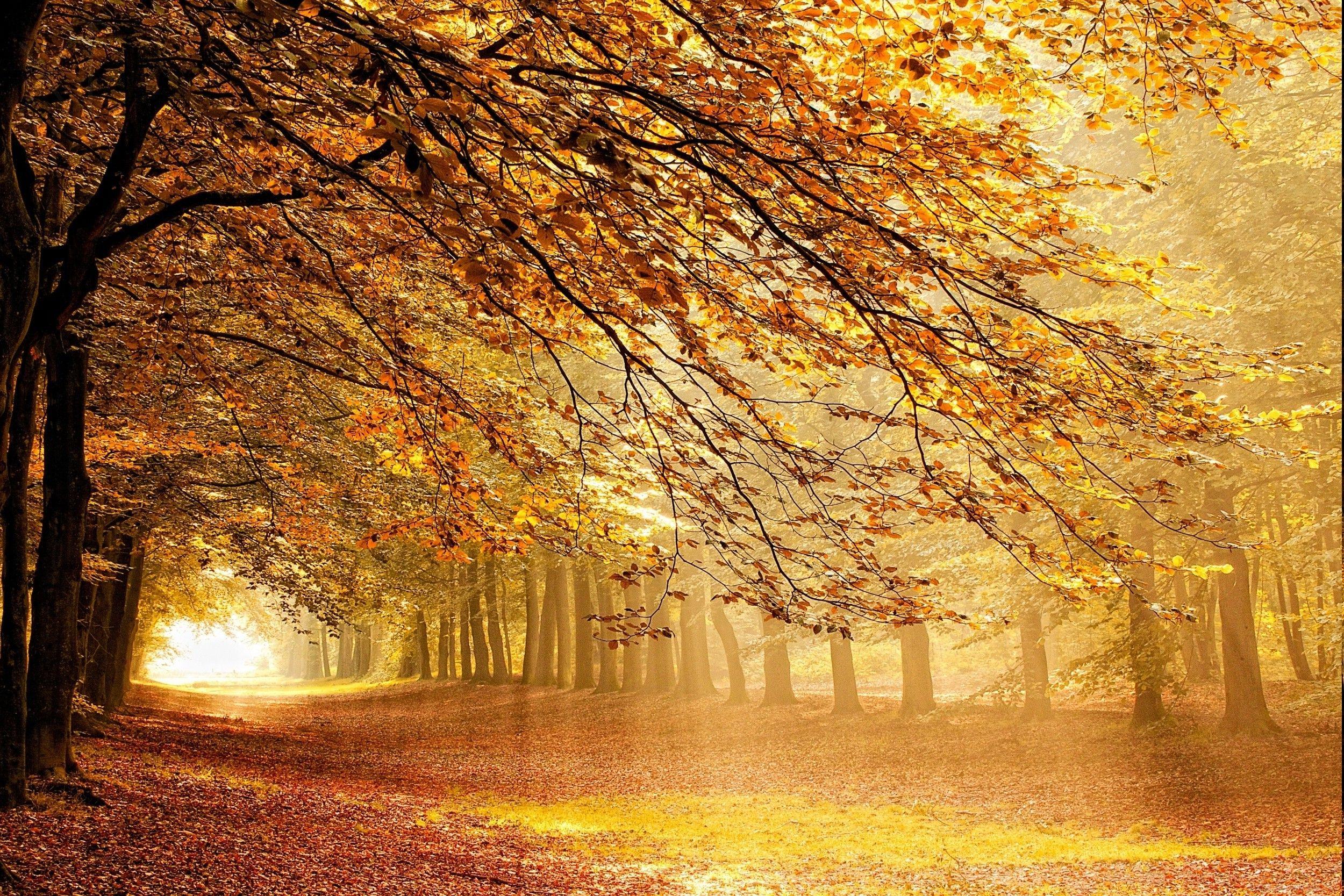 Yellow Forest Wallpapers - Top Free Yellow Forest Backgrounds ...