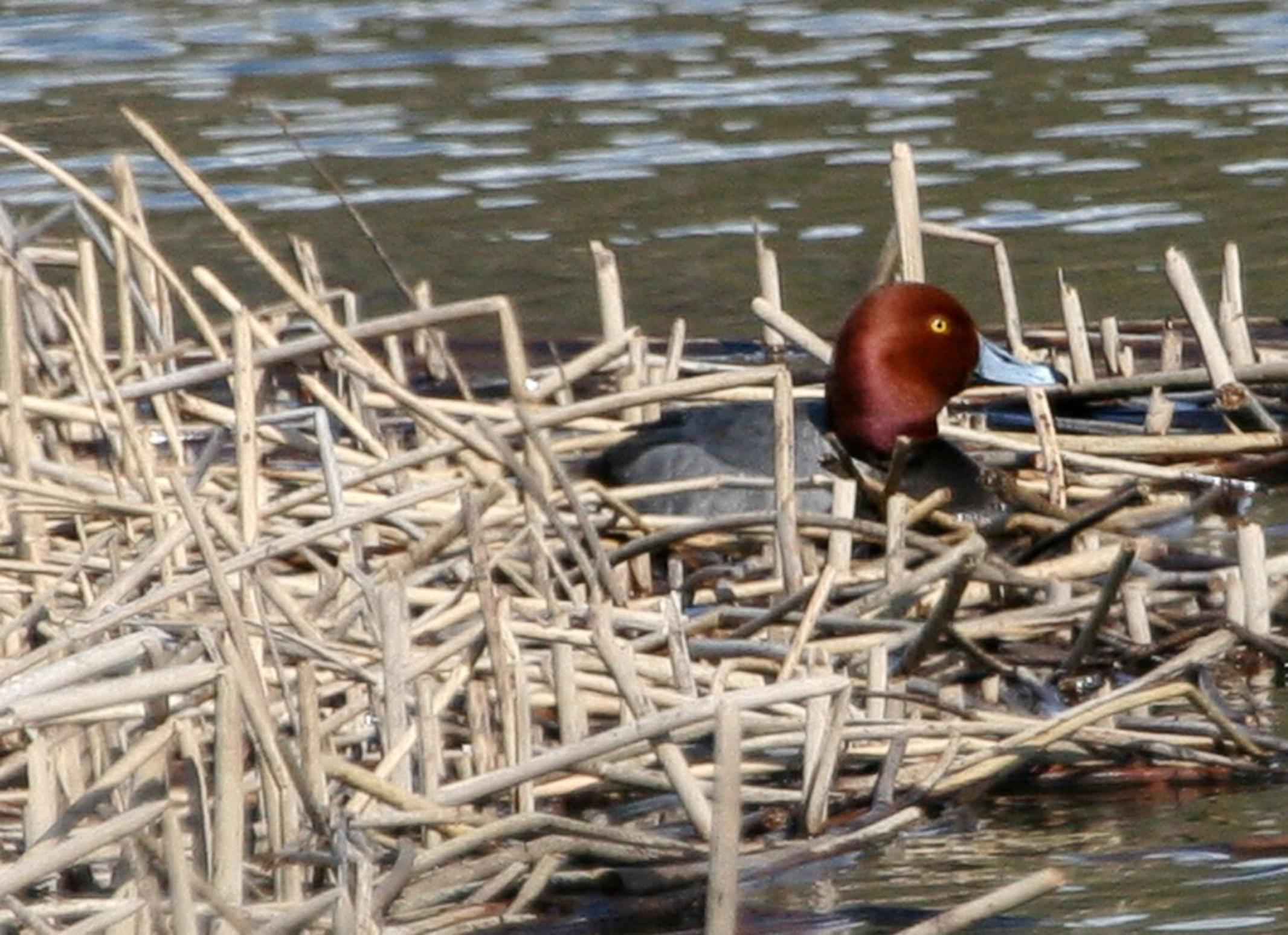 Drake Waterfowl Wallpapers - Top Free Drake Waterfowl Backgrounds ...