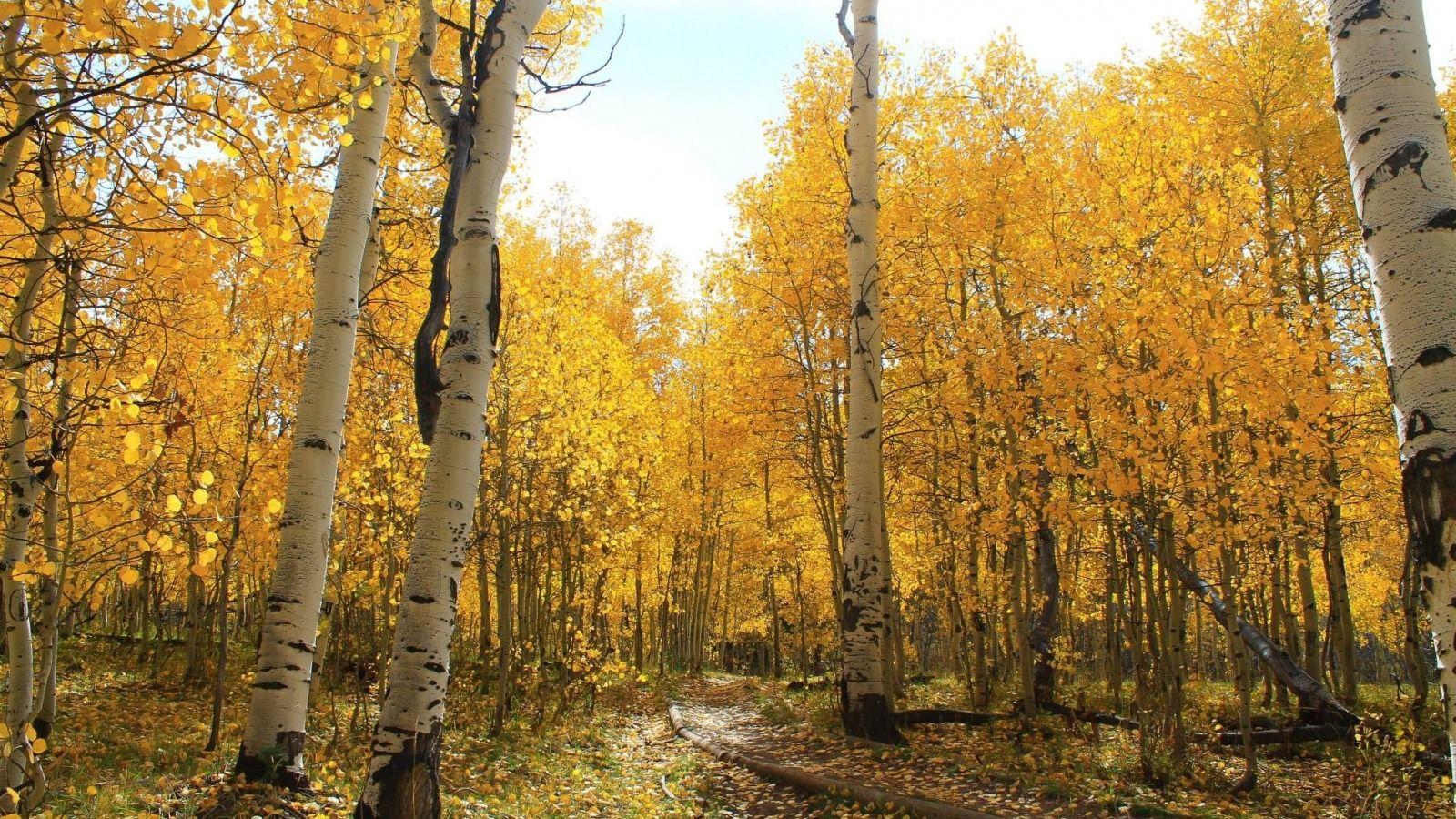 Yellow Forest Wallpapers - Top Free Yellow Forest Backgrounds ...