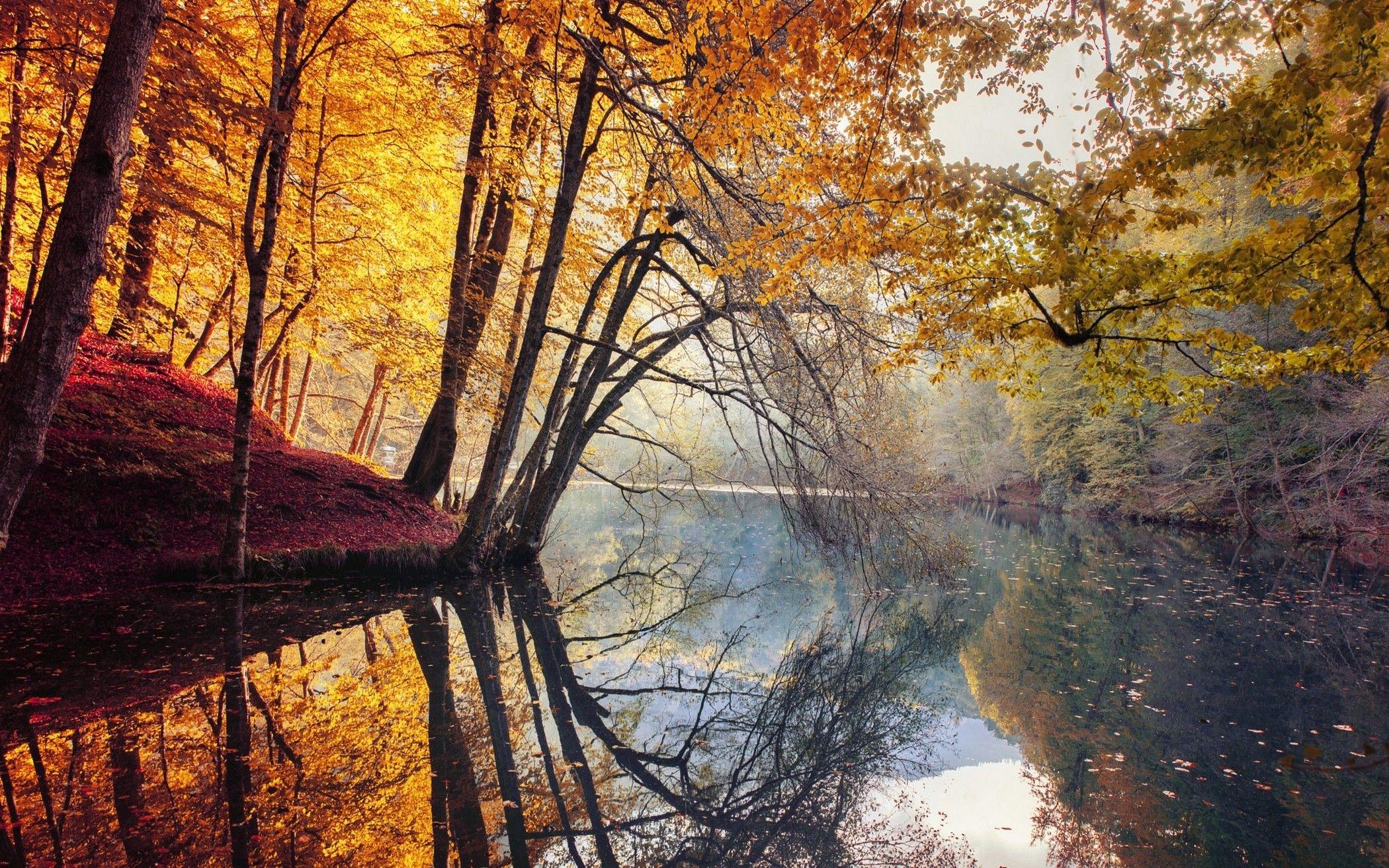 Yellow Forest Wallpapers - Top Free Yellow Forest Backgrounds ...