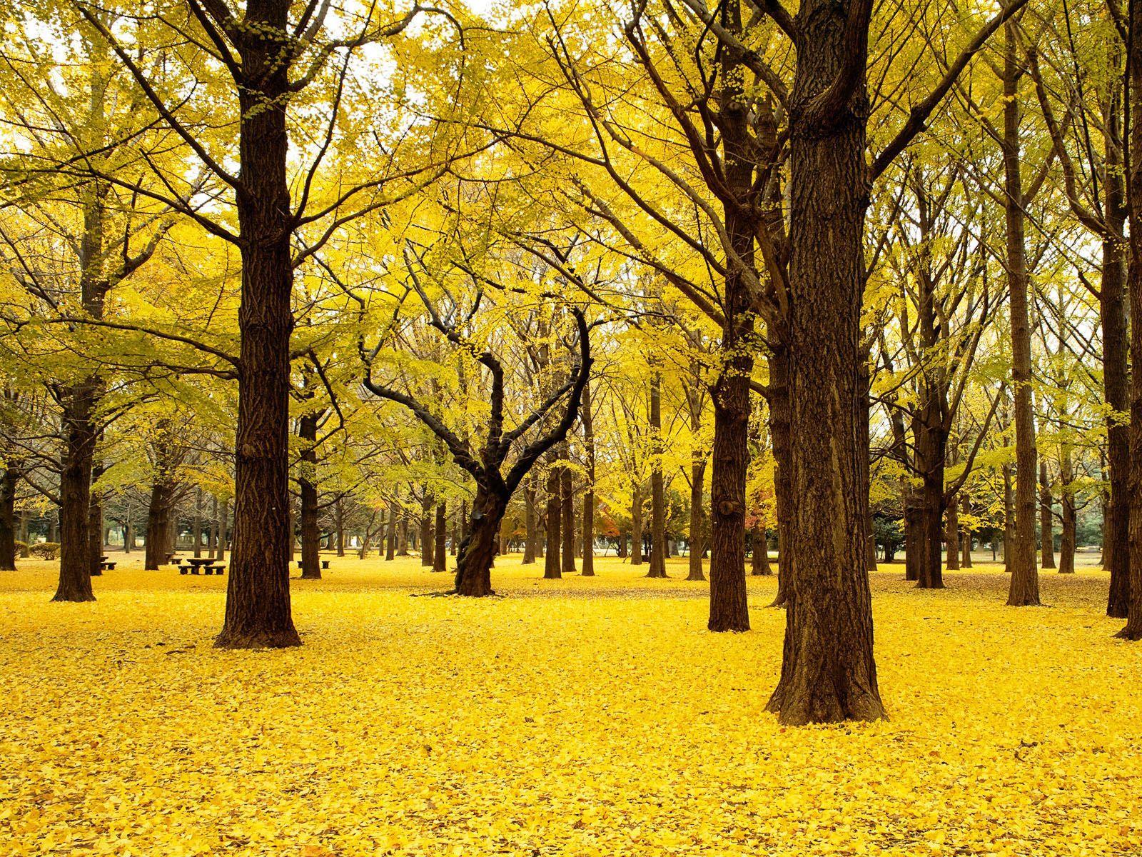 Yellow Forest Wallpapers - Top Free Yellow Forest Backgrounds ...