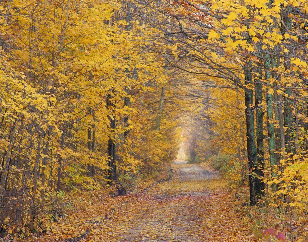 Yellow Forest Wallpapers - Top Free Yellow Forest Backgrounds ...