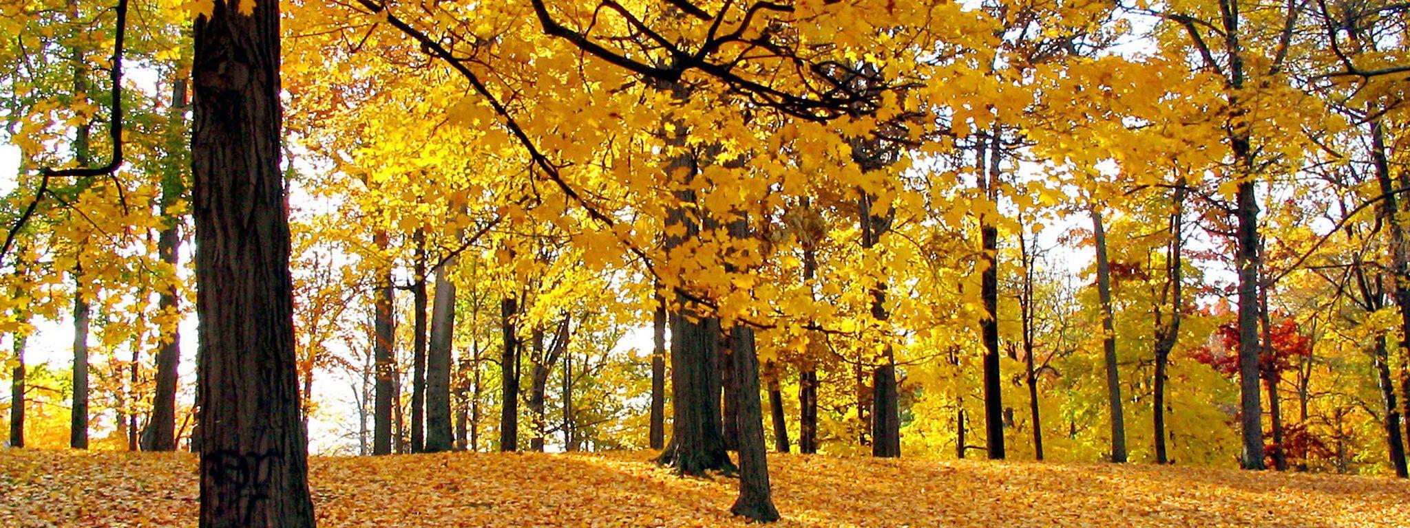 Yellow Forest Wallpapers - Top Free Yellow Forest Backgrounds ...