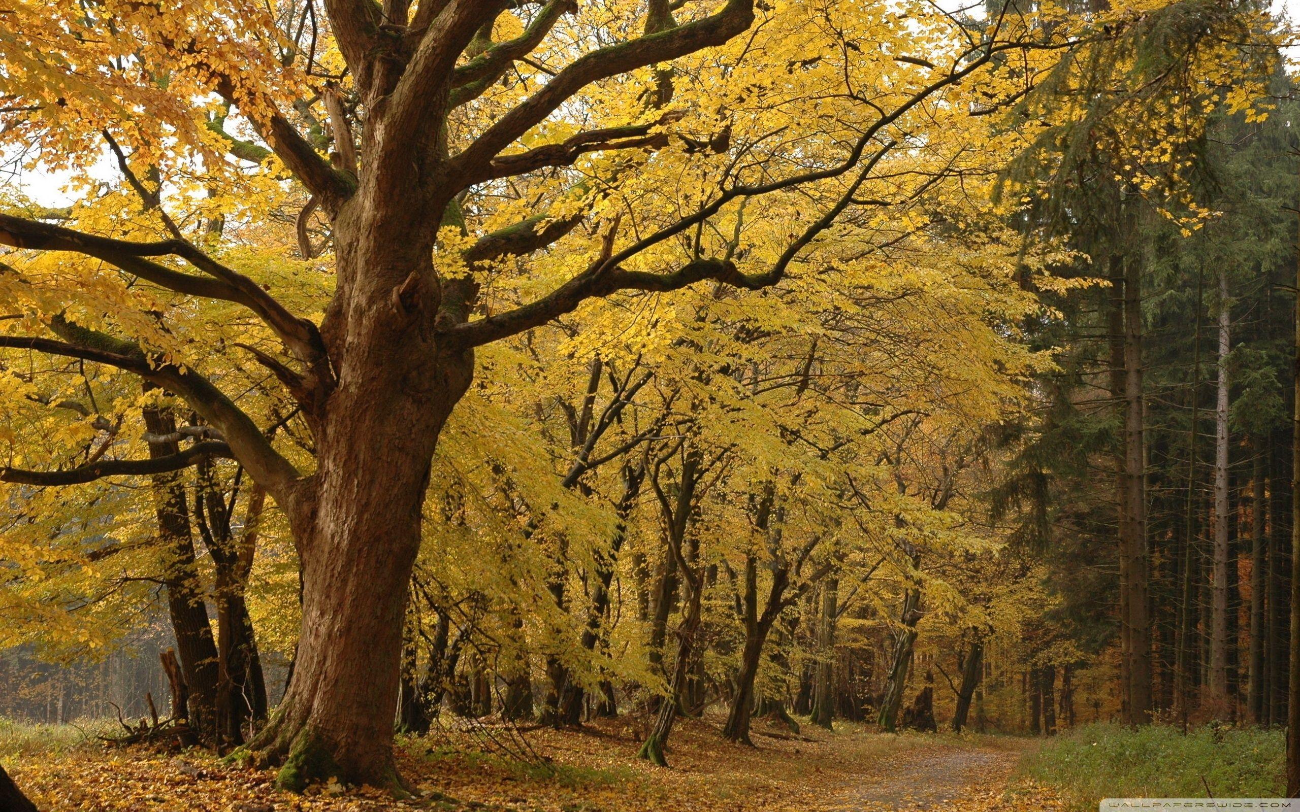 Yellow Forest Wallpapers - Top Free Yellow Forest Backgrounds ...