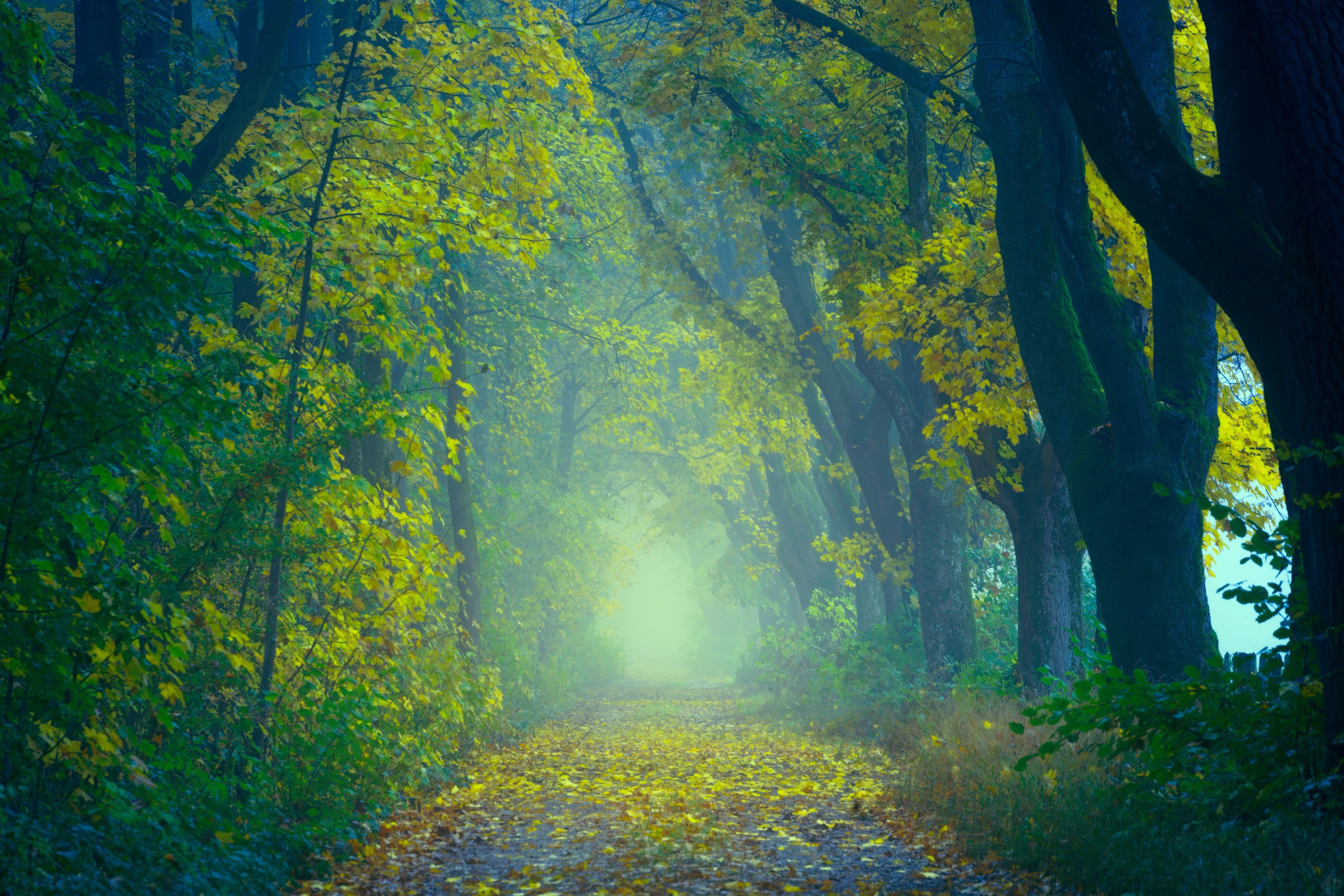 Yellow Forest Wallpapers - Top Free Yellow Forest Backgrounds ...