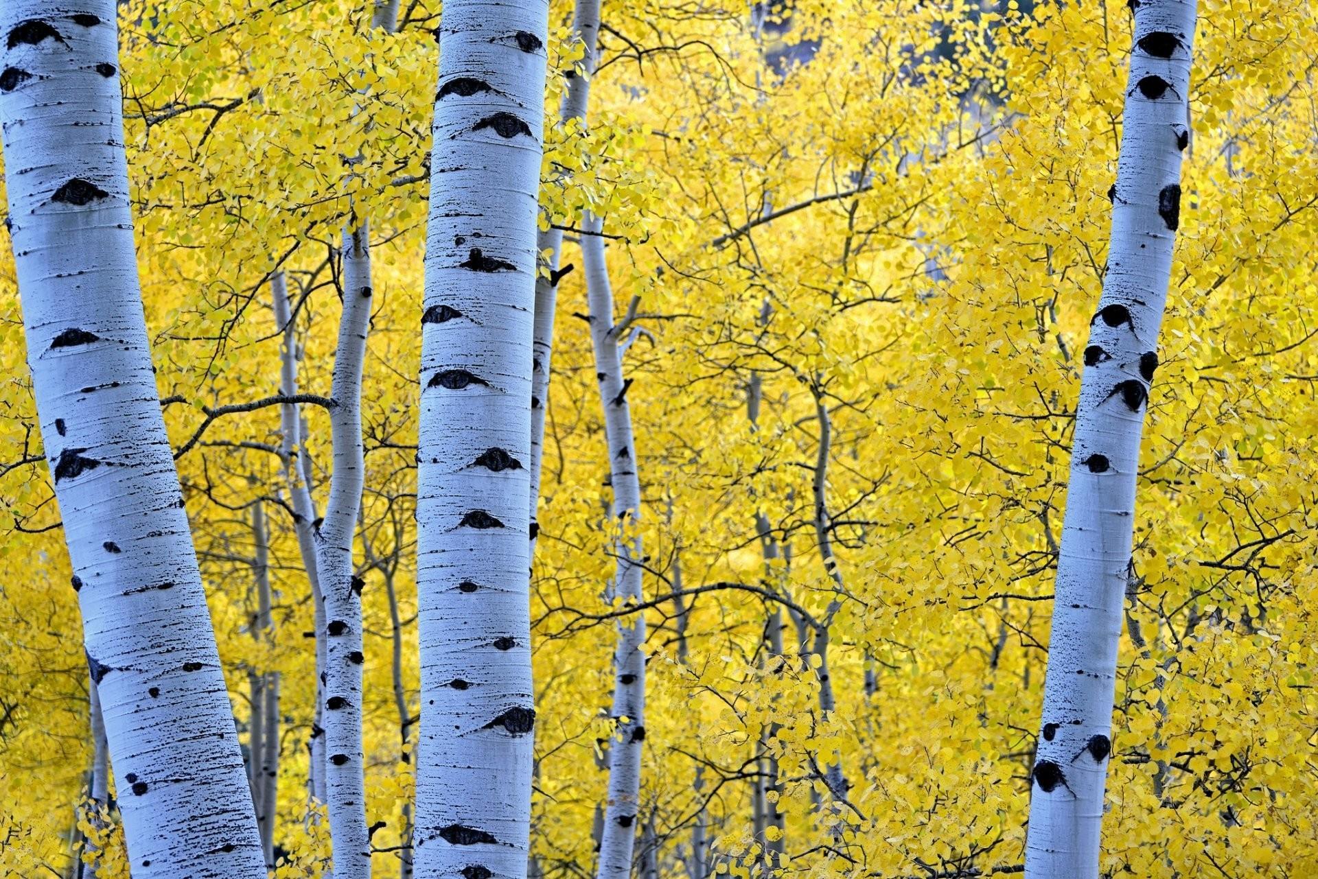 Yellow Forest Wallpapers - Top Free Yellow Forest Backgrounds ...