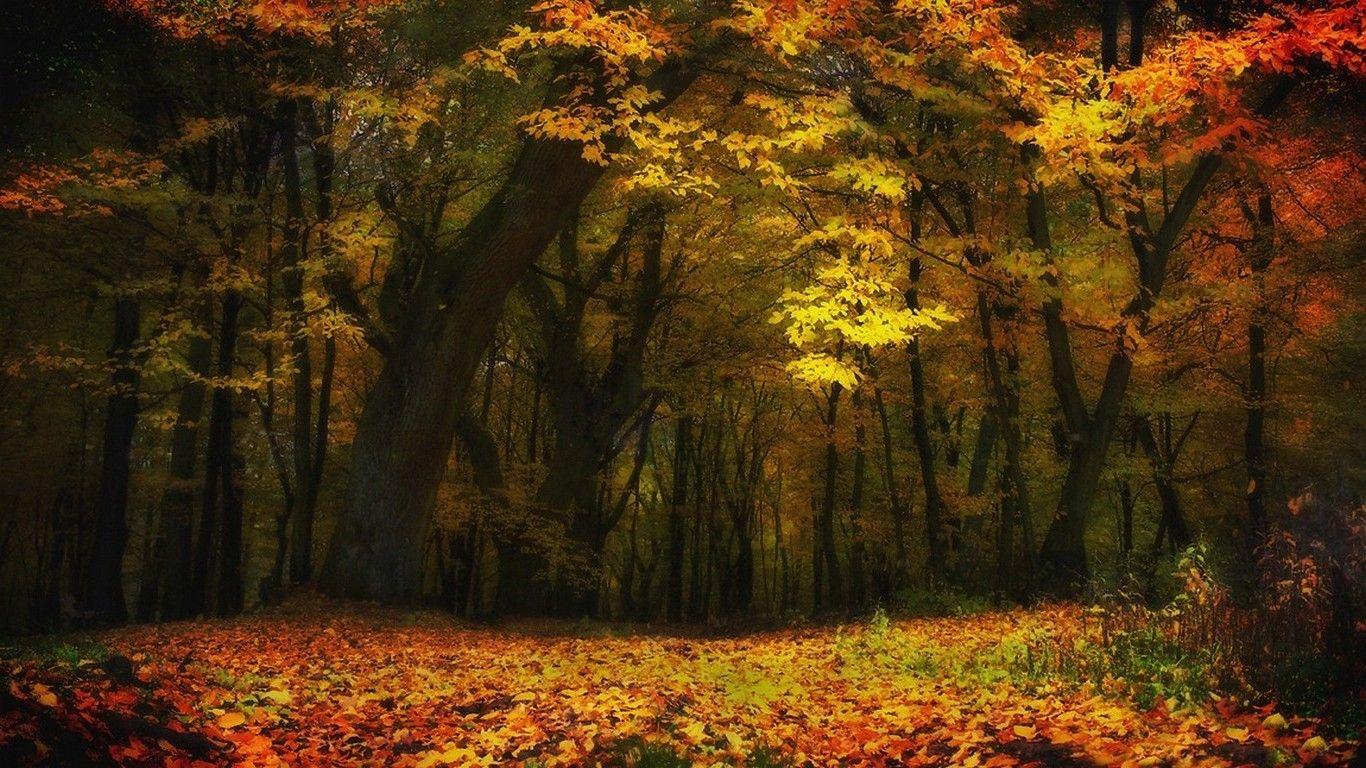 Yellow Forest Wallpapers - Top Free Yellow Forest Backgrounds ...