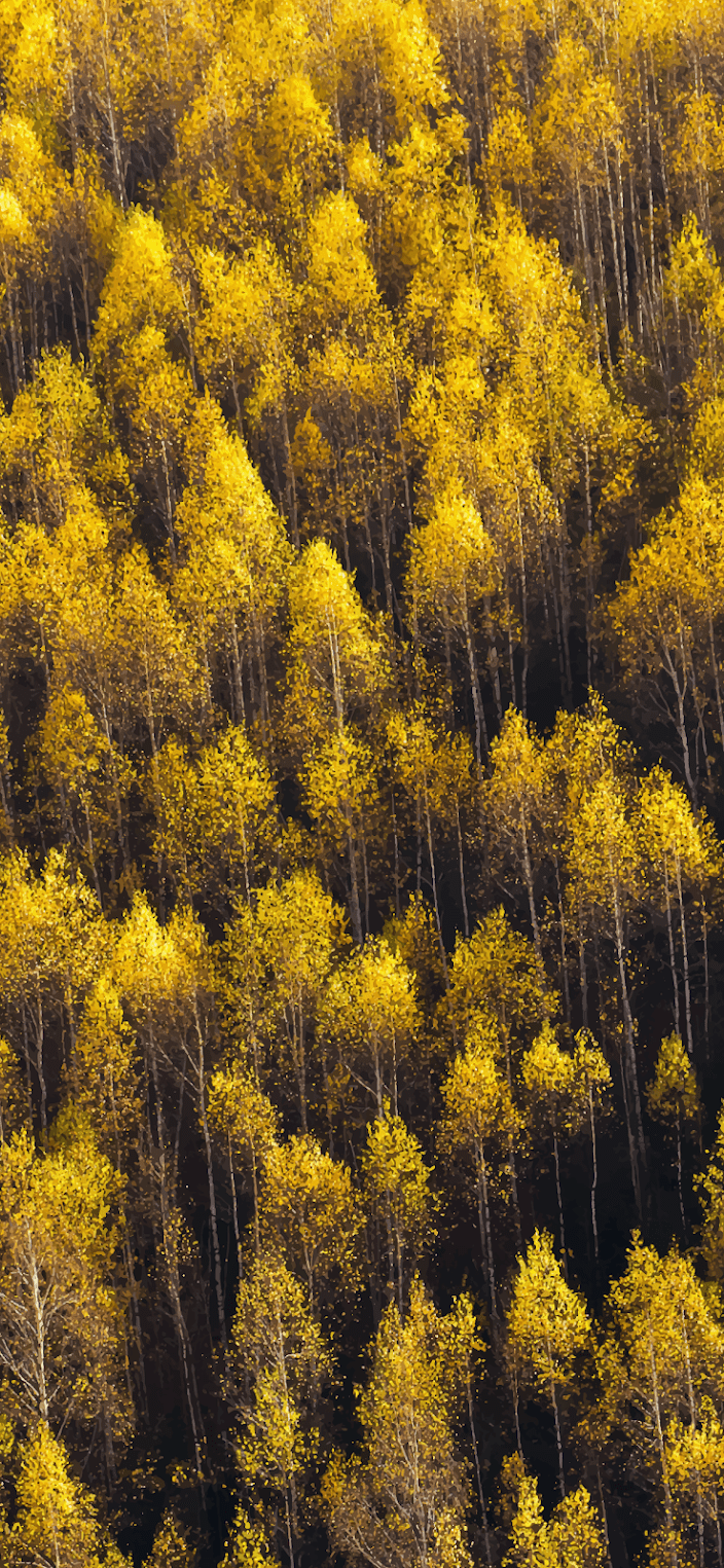 Yellow Forest Wallpapers - Top Free Yellow Forest Backgrounds ...