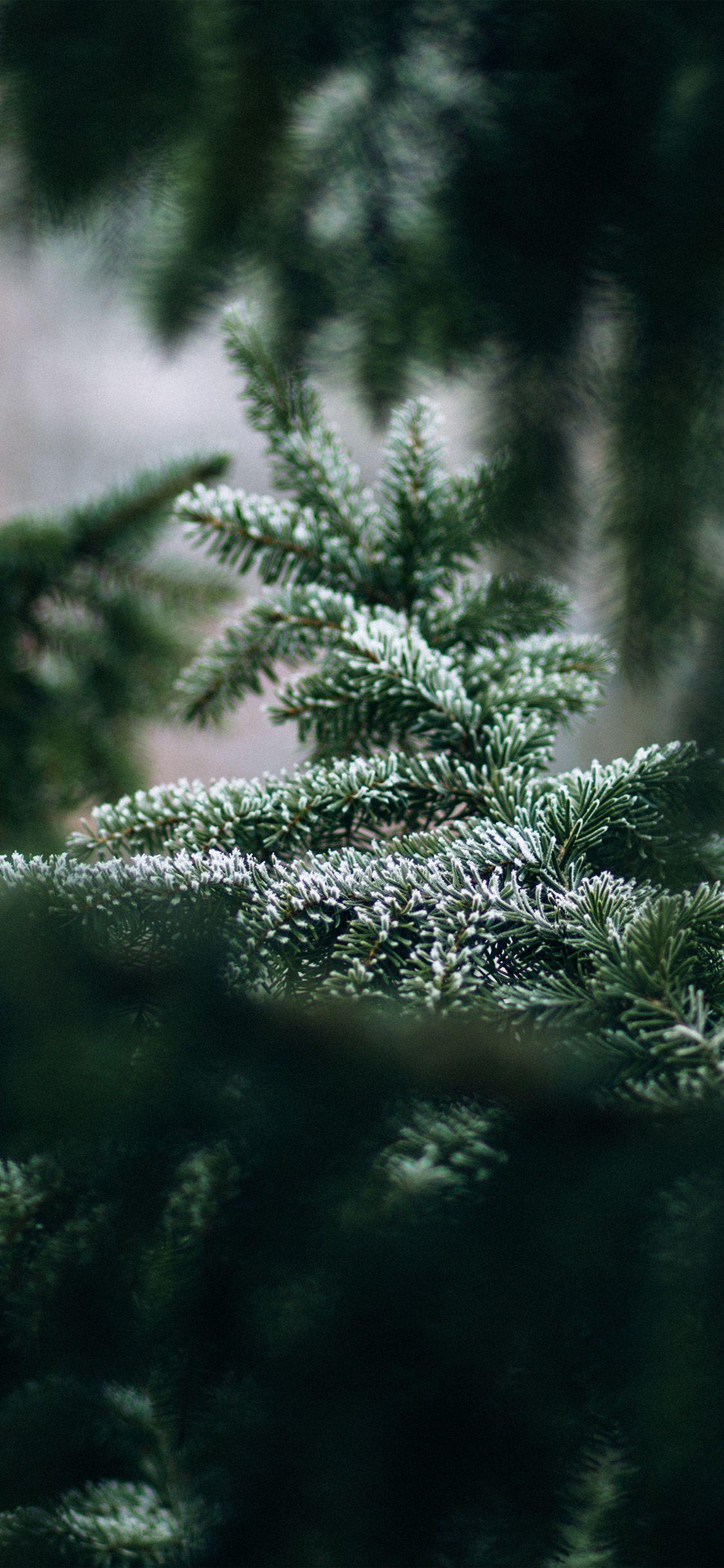 Tree iPhone Wallpapers - Top Free Tree iPhone Backgrounds - WallpaperAccess