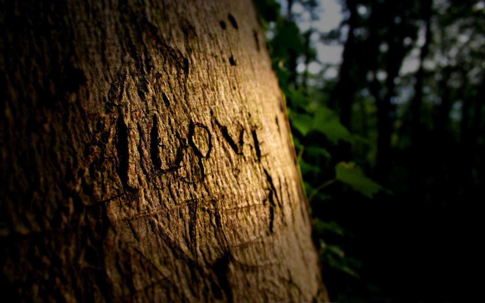 Love Tree Wallpapers - Top Free Love Tree Backgrounds - WallpaperAccess
