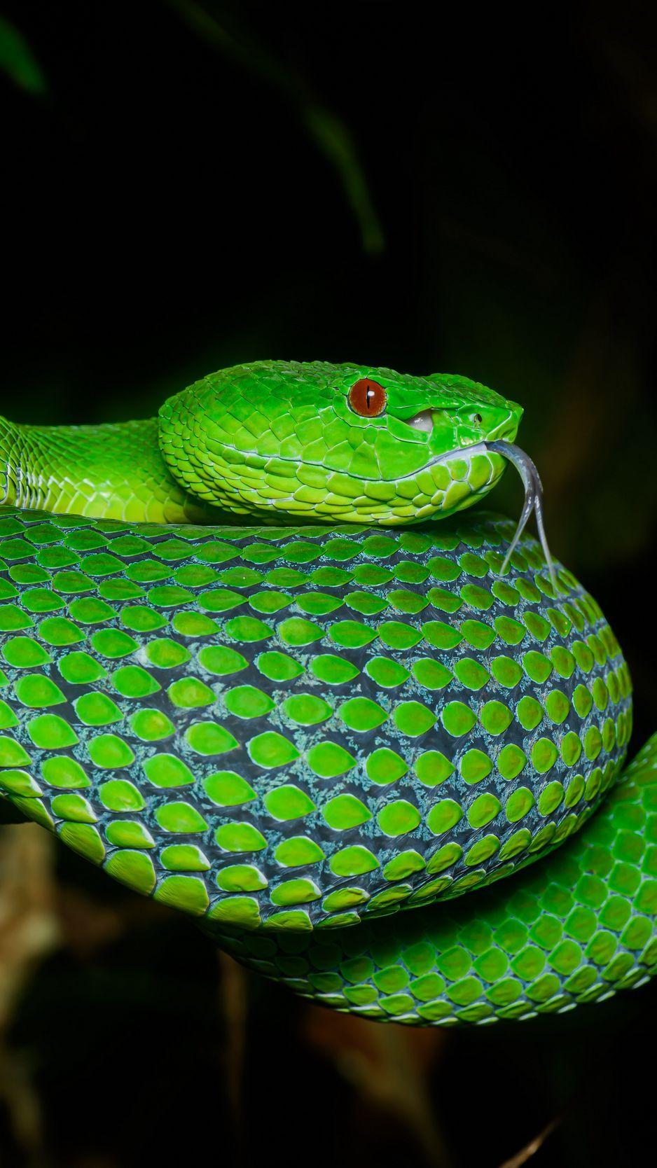 Viper Snake iPhone Wallpapers - Top Free Viper Snake iPhone Backgrounds ...