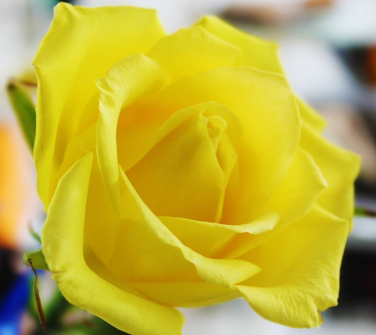 Yellow Rose HD Wallpapers - Top Free Yellow Rose HD Backgrounds ...
