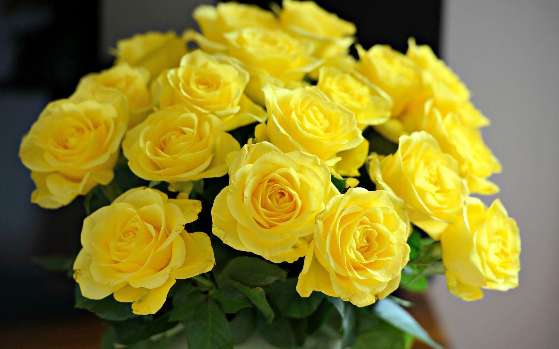 Yellow Rose HD Wallpapers - Top Free Yellow Rose HD Backgrounds ...