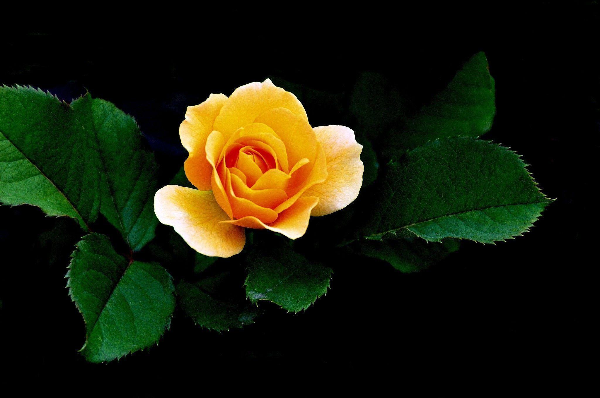 Yellow Rose HD Wallpapers - Top Free Yellow Rose HD Backgrounds ...