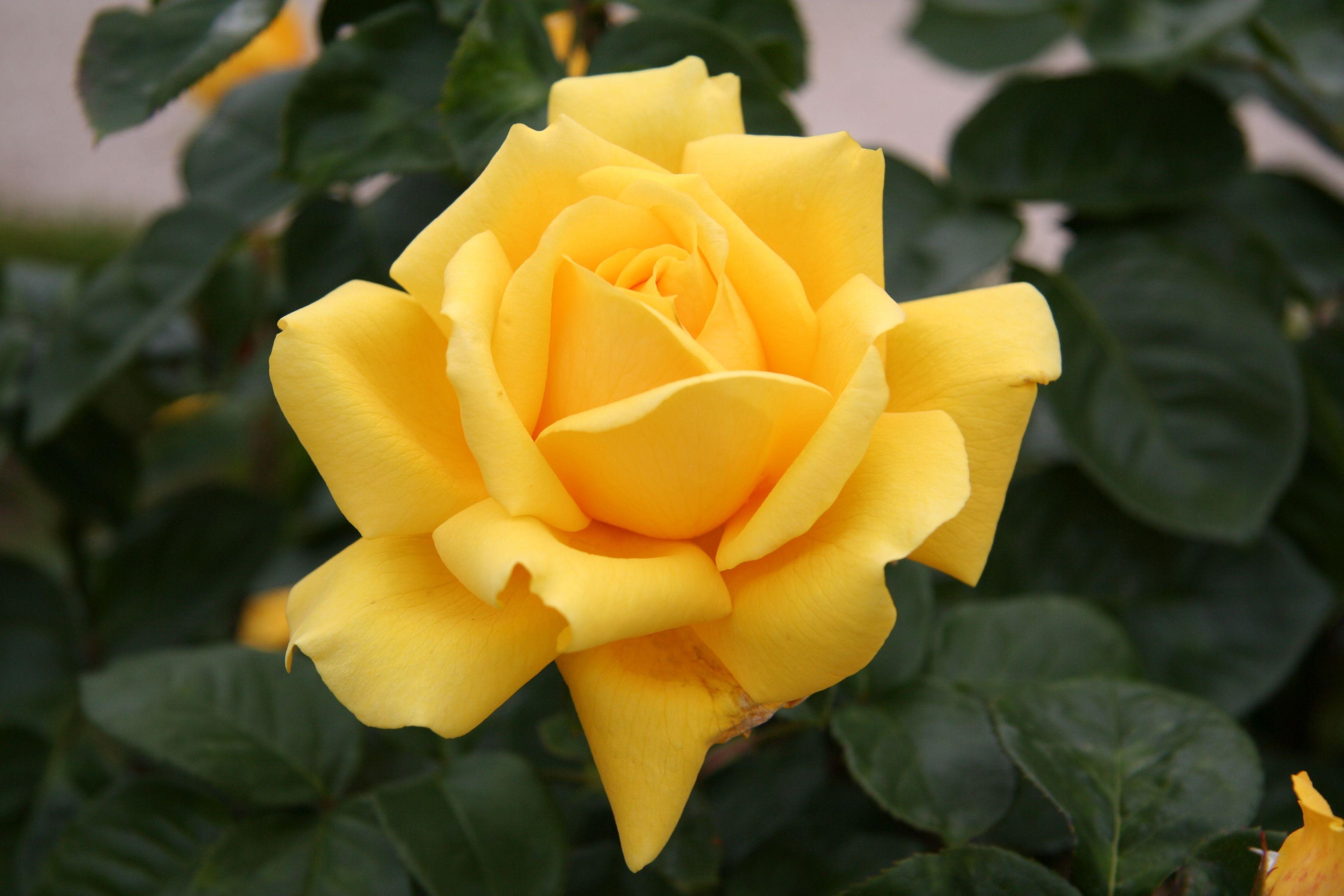 Yellow Rose HD Wallpapers - Top Free Yellow Rose HD Backgrounds ...