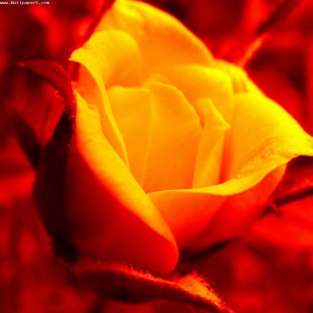 Yellow Rose HD Wallpapers - Top Free Yellow Rose HD Backgrounds ...