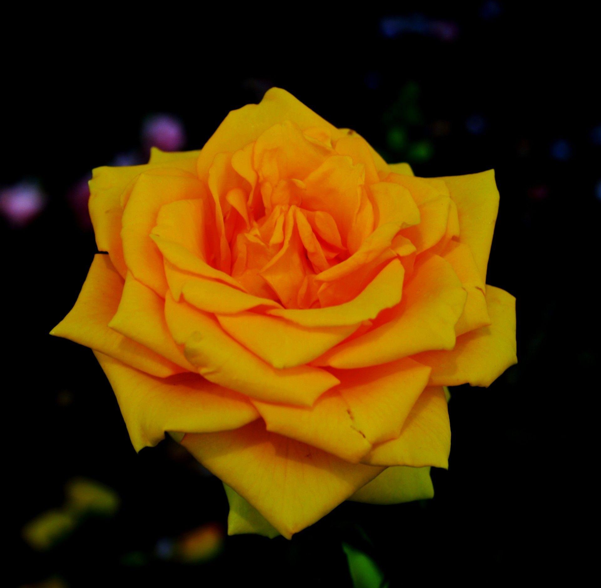 Yellow Rose HD Wallpapers - Top Free Yellow Rose HD Backgrounds ...