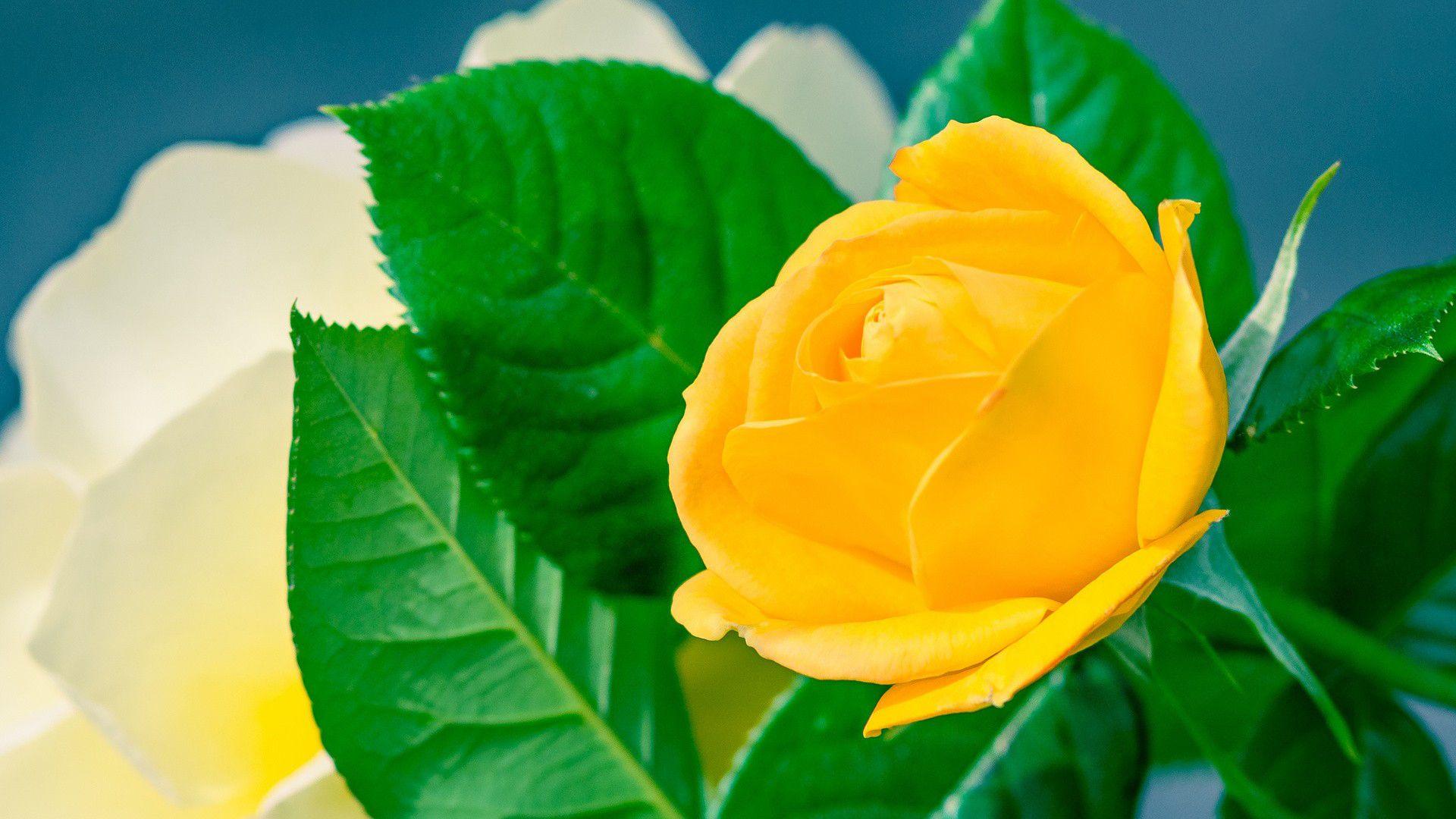 Yellow Rose HD Wallpapers - Top Free Yellow Rose HD Backgrounds ...