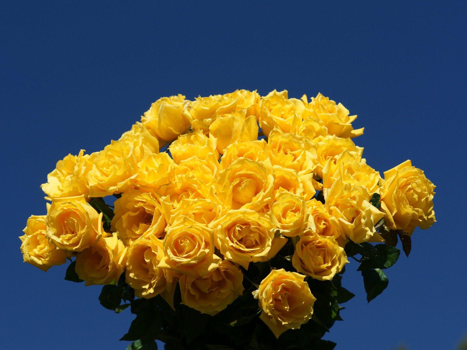 Yellow Rose HD Wallpapers - Top Free Yellow Rose HD Backgrounds ...