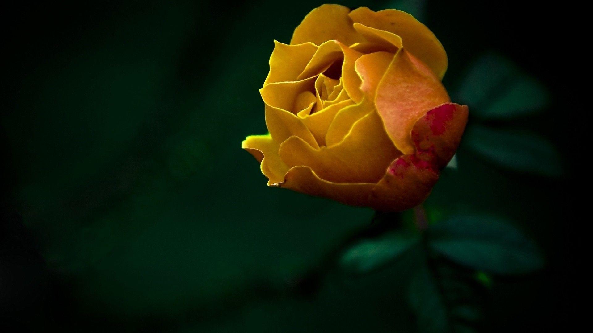 Yellow Rose HD Wallpapers - Top Free Yellow Rose HD Backgrounds ...
