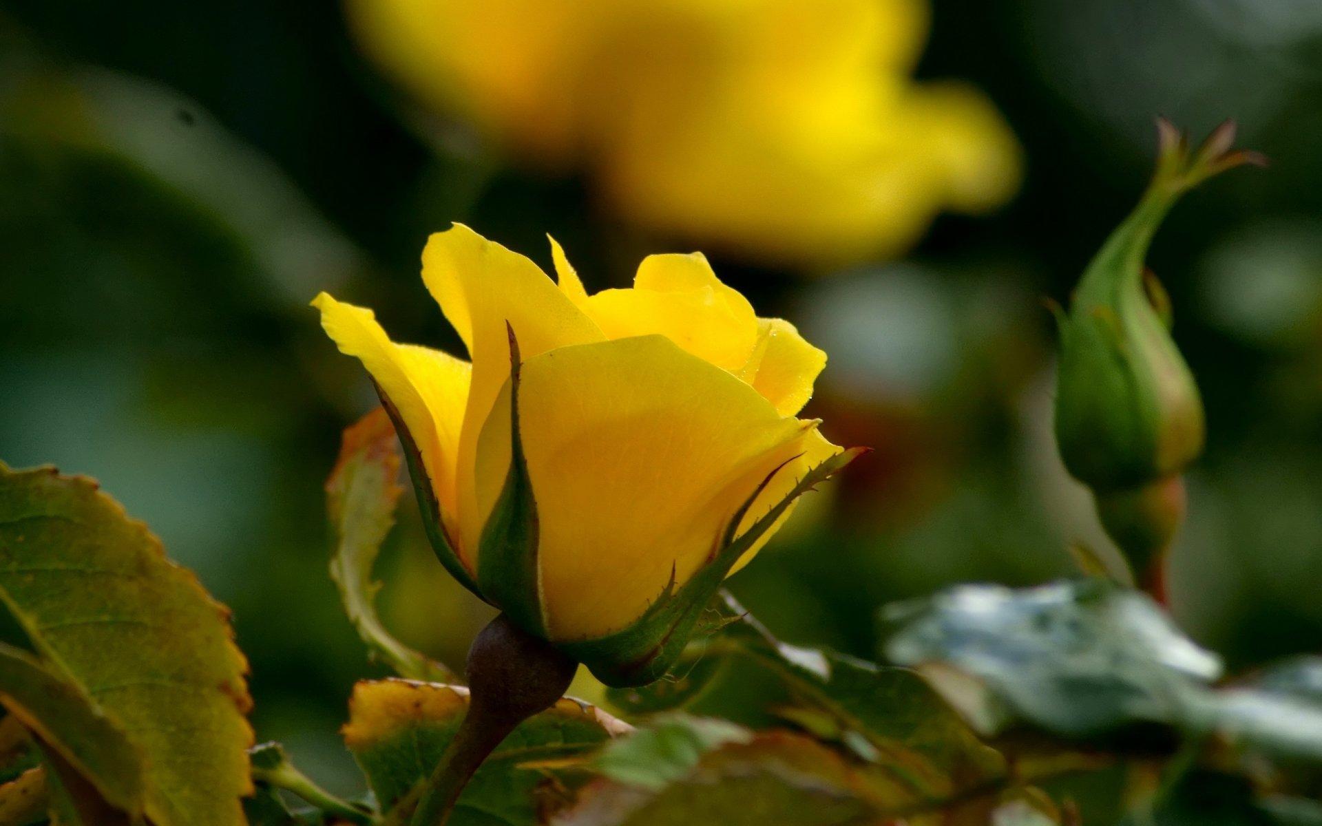 Yellow Rose HD Wallpapers - Top Free Yellow Rose HD Backgrounds ...