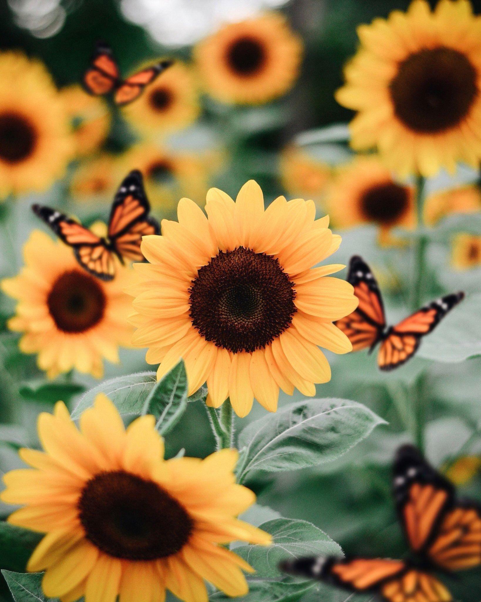 Cute Aesthetic Flower Wallpapers - Top Free Cute Aesthetic Flower ...