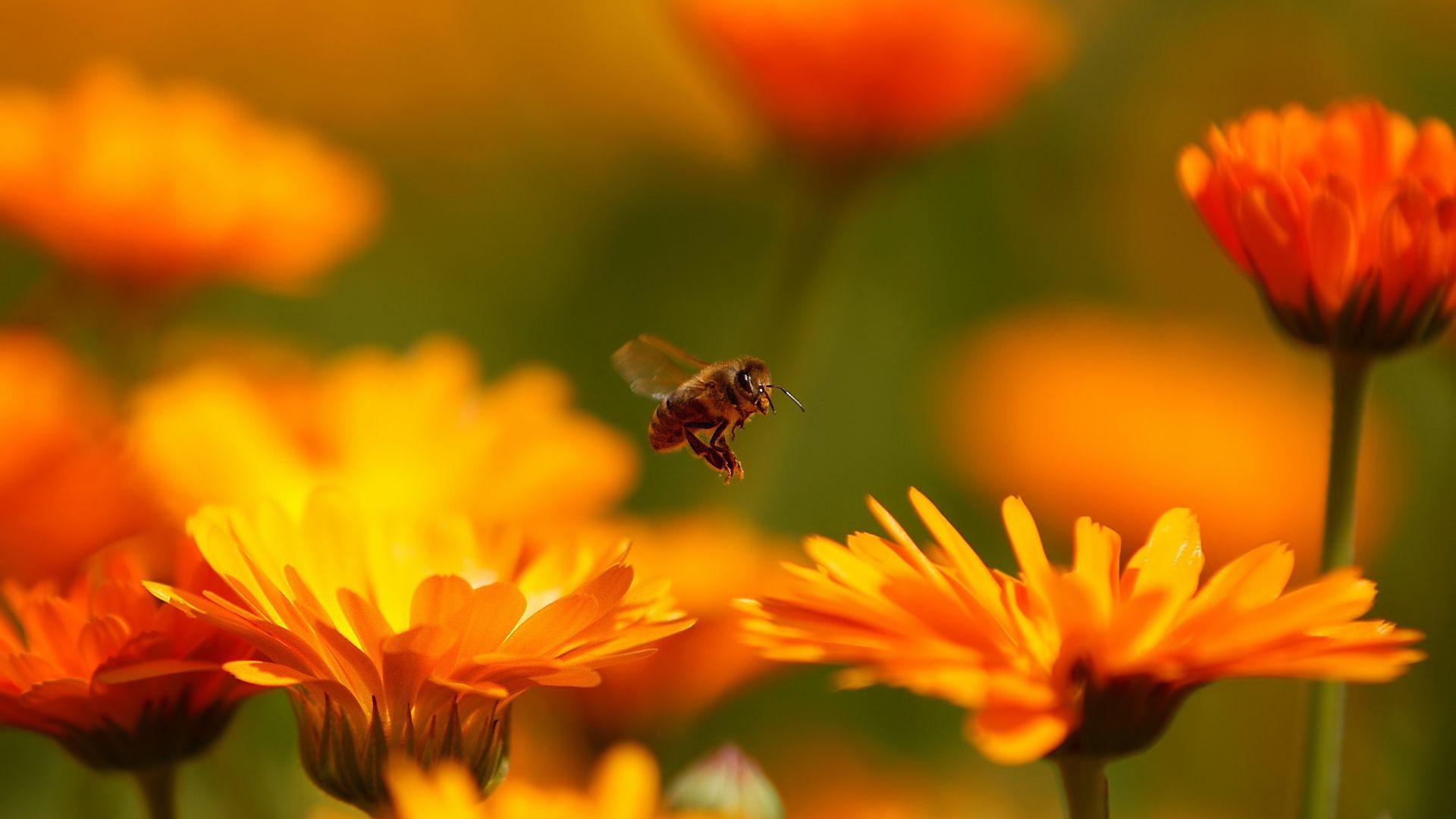Bees and Flowers Wallpapers - Top Free Bees and Flowers Backgrounds ...
