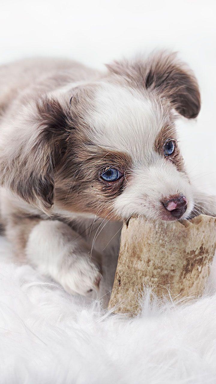 Cute Baby Puppy Wallpapers - Top Free Cute Baby Puppy Backgrounds ...