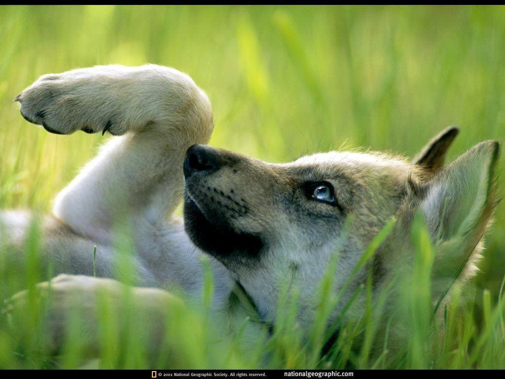 Cute Wolf Puppy Wallpapers - Top Free Cute Wolf Puppy Backgrounds ...