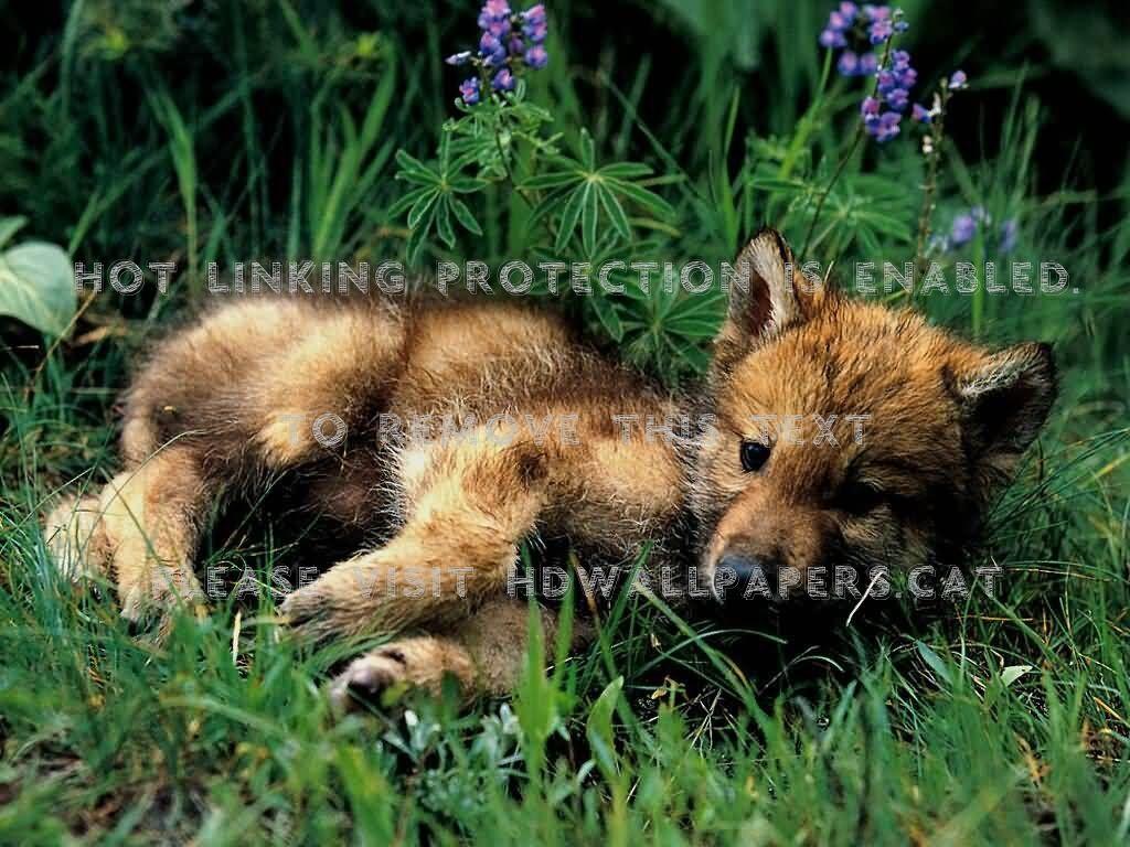 Cute Wolf Puppy Wallpapers - Top Free Cute Wolf Puppy Backgrounds ...