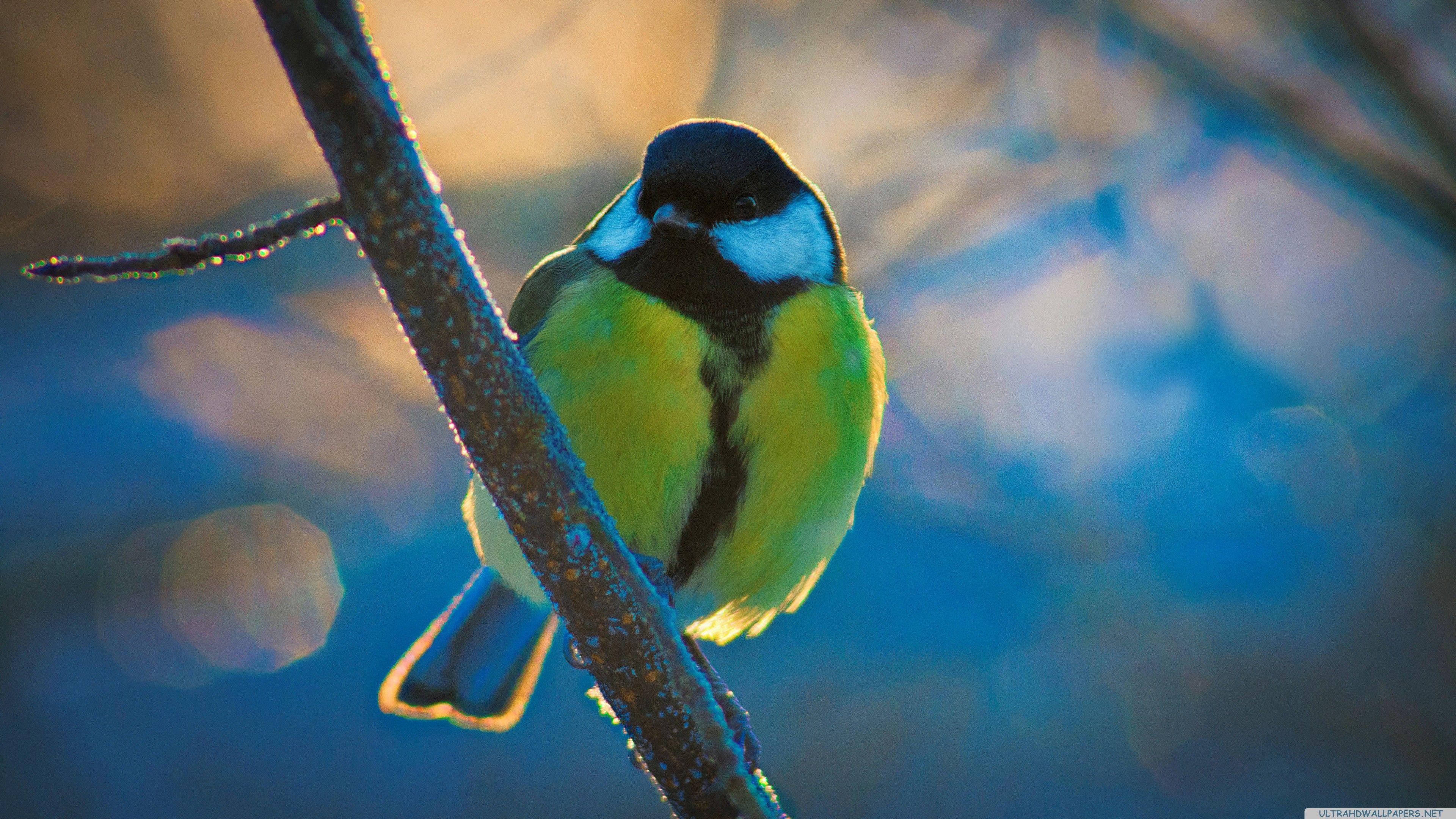 4K Bird Wallpapers - Top Free 4K Bird Backgrounds - WallpaperAccess