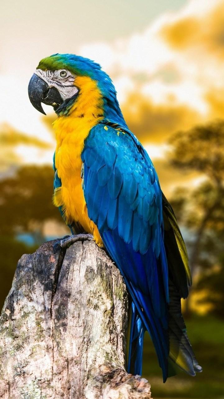 4K Bird Wallpapers - Top Free 4K Bird Backgrounds - WallpaperAccess