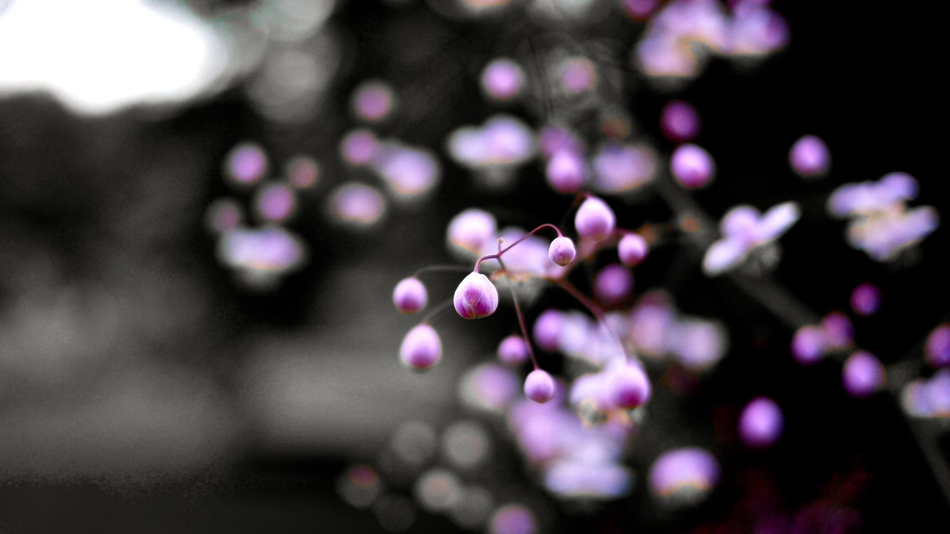 Flower Macro Wallpapers - Top Free Flower Macro Backgrounds ...