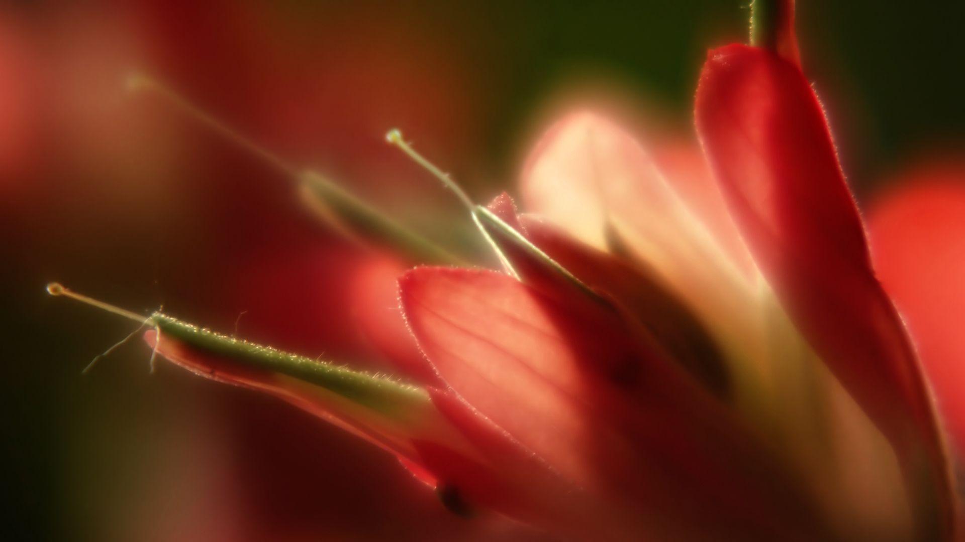 Flower Macro Wallpapers - Top Free Flower Macro Backgrounds - WallpaperAccess