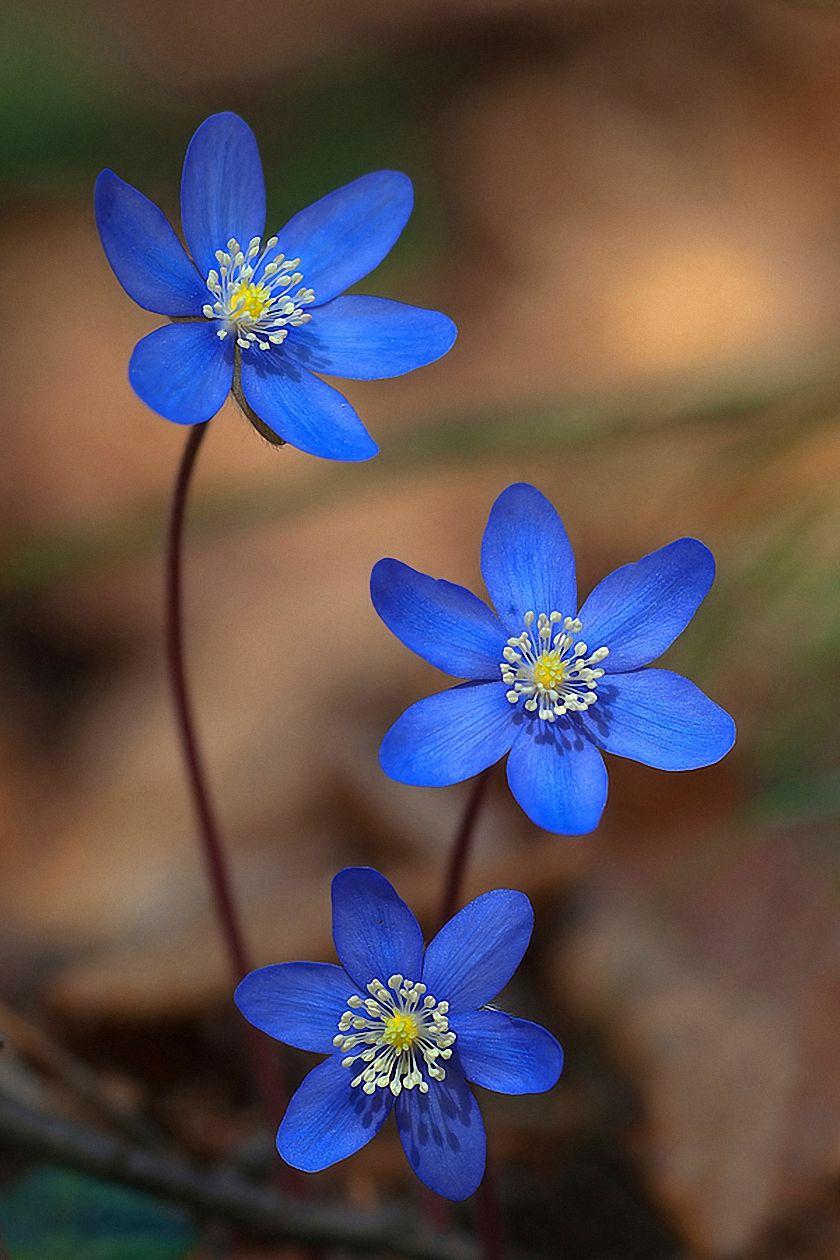 Flower Macro Wallpapers - Top Free Flower Macro Backgrounds ...