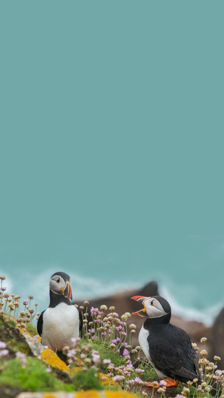 Puffin Wallpapers - Top Free Puffin Backgrounds - WallpaperAccess