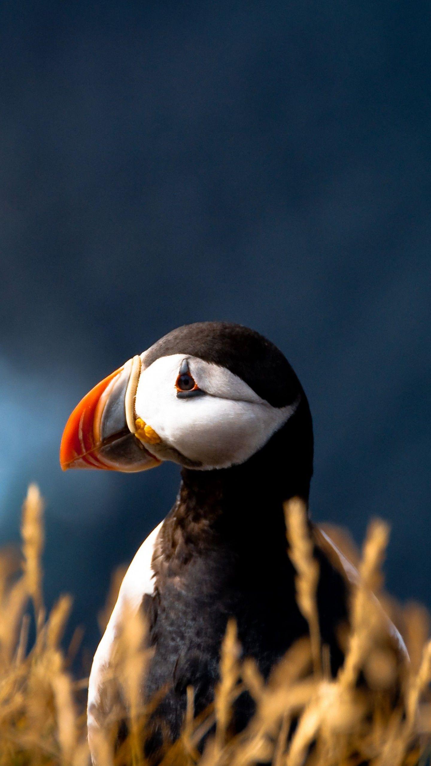Puffin Wallpapers - Top Free Puffin Backgrounds - WallpaperAccess