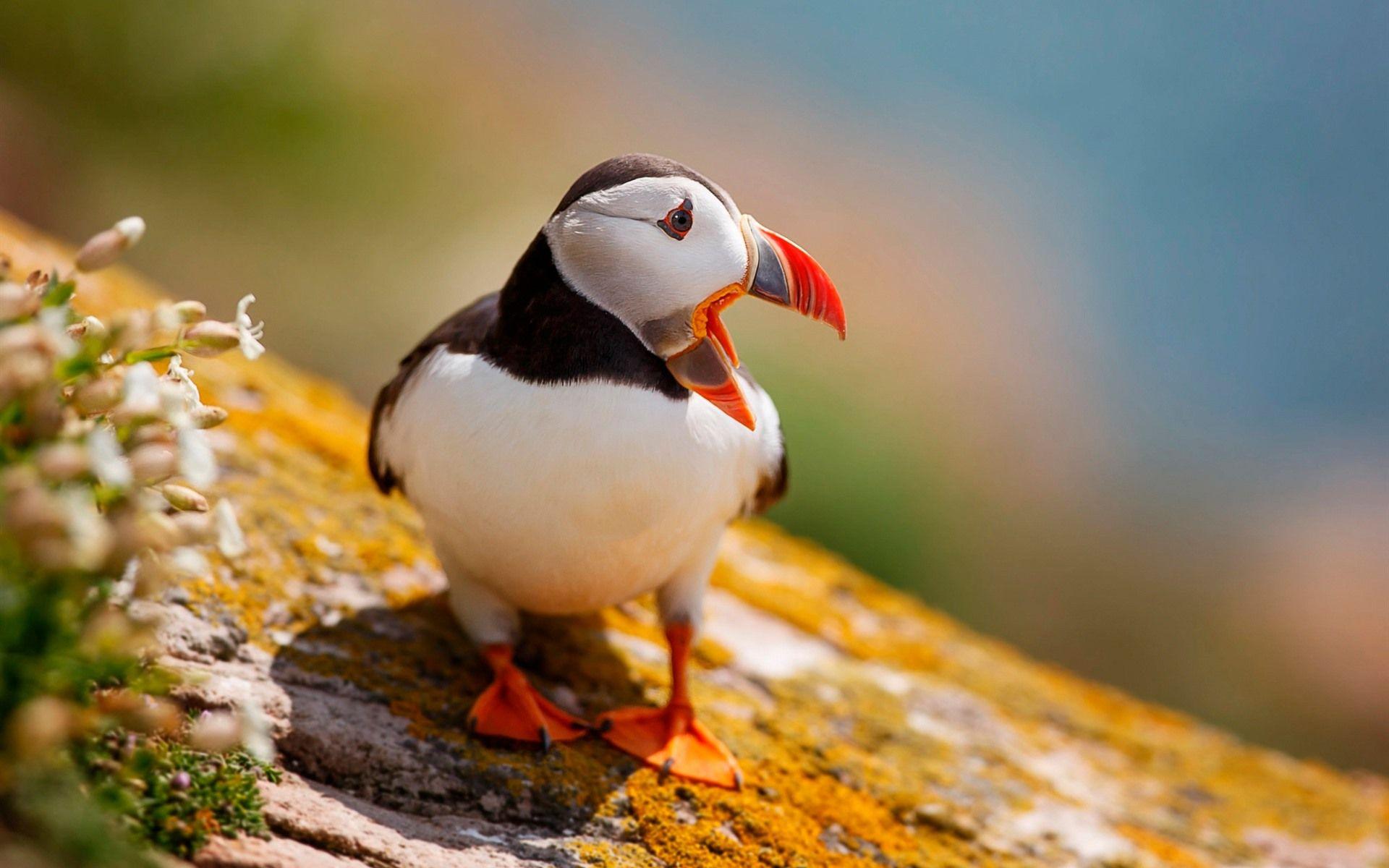 Puffin Wallpapers - Top Free Puffin Backgrounds - WallpaperAccess