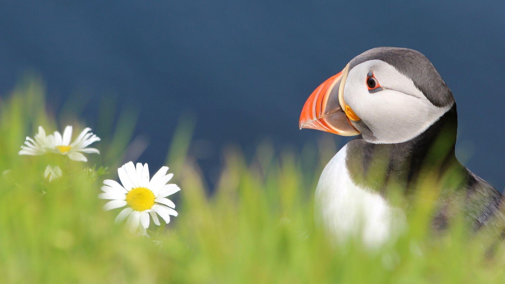 Puffin Wallpapers - Top Free Puffin Backgrounds - WallpaperAccess