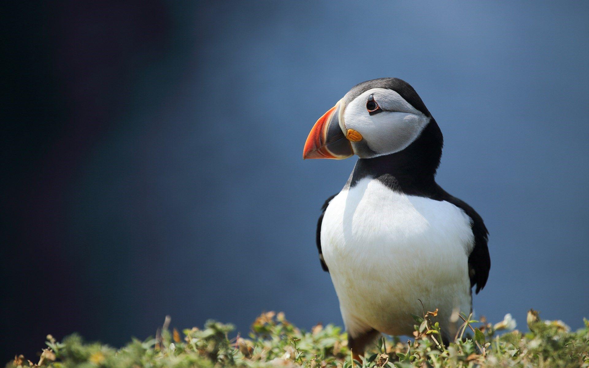Puffin Wallpapers - Top Free Puffin Backgrounds - WallpaperAccess