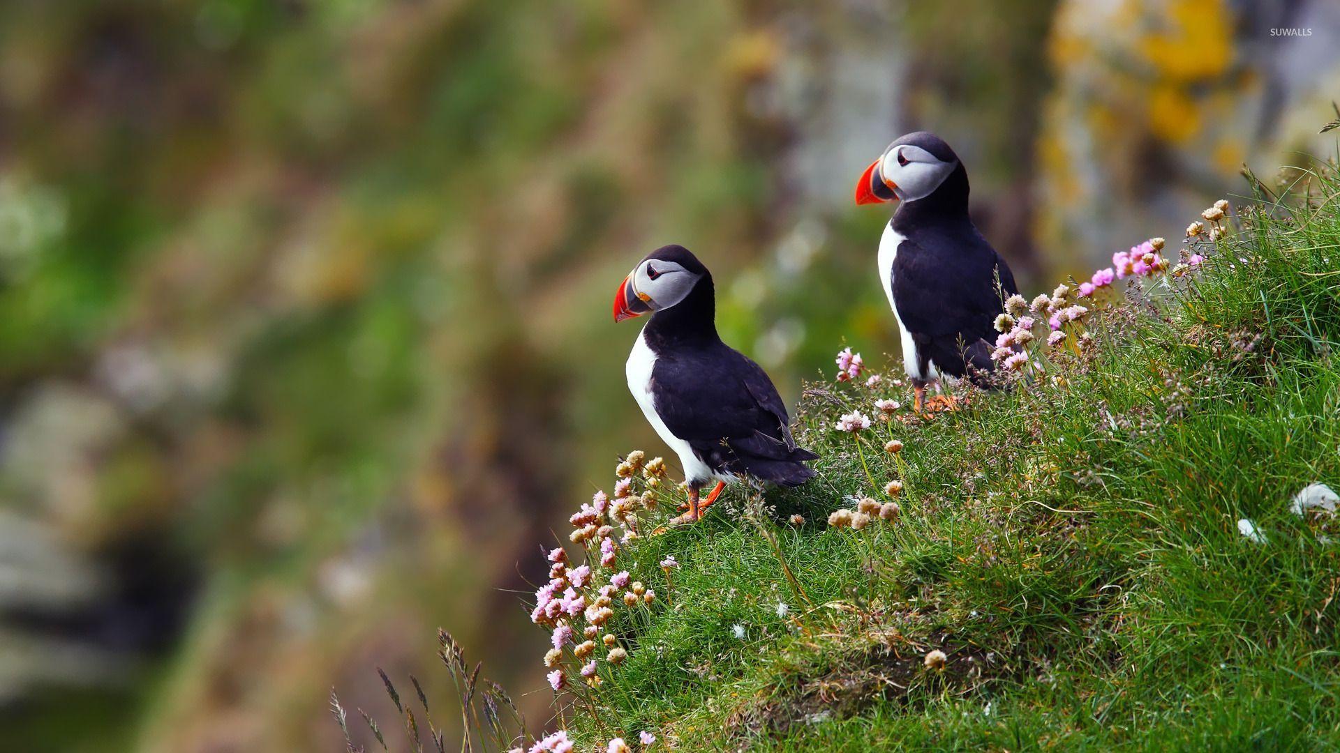 Puffin Wallpapers - Top Free Puffin Backgrounds - WallpaperAccess