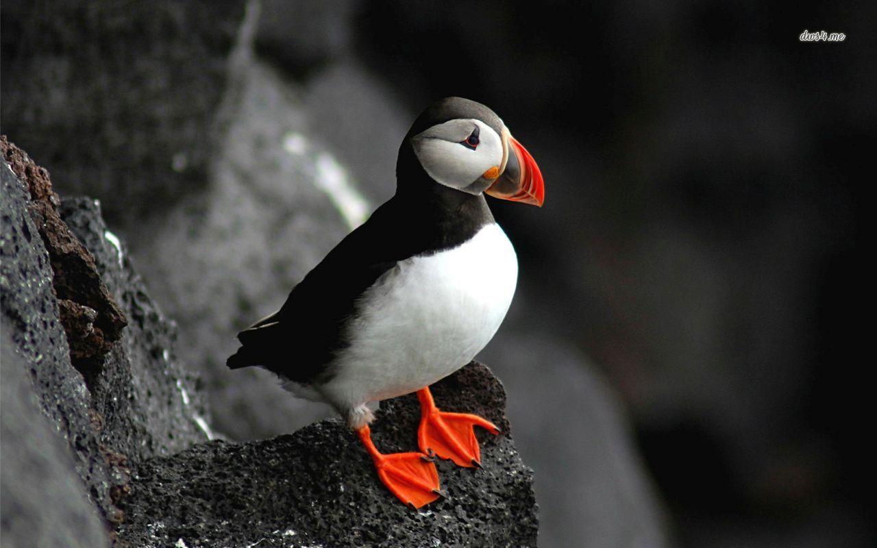 Puffin Wallpapers - Top Free Puffin Backgrounds - WallpaperAccess