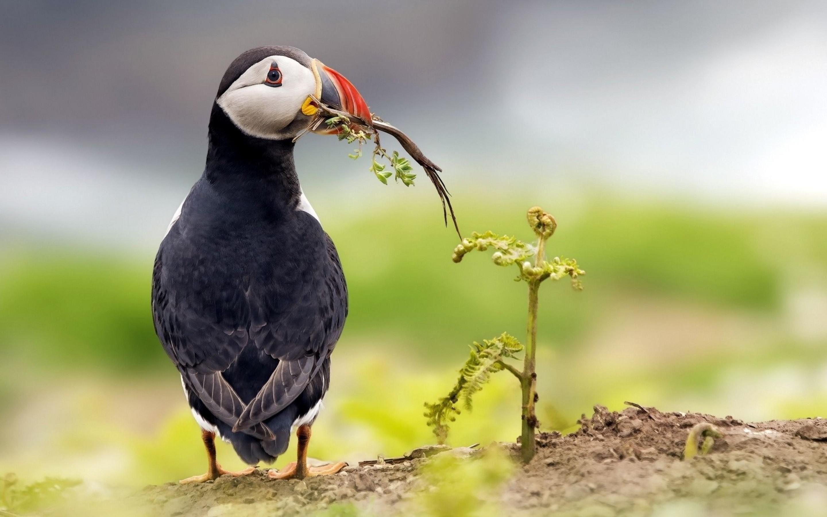 Puffin Wallpapers - Top Free Puffin Backgrounds - WallpaperAccess