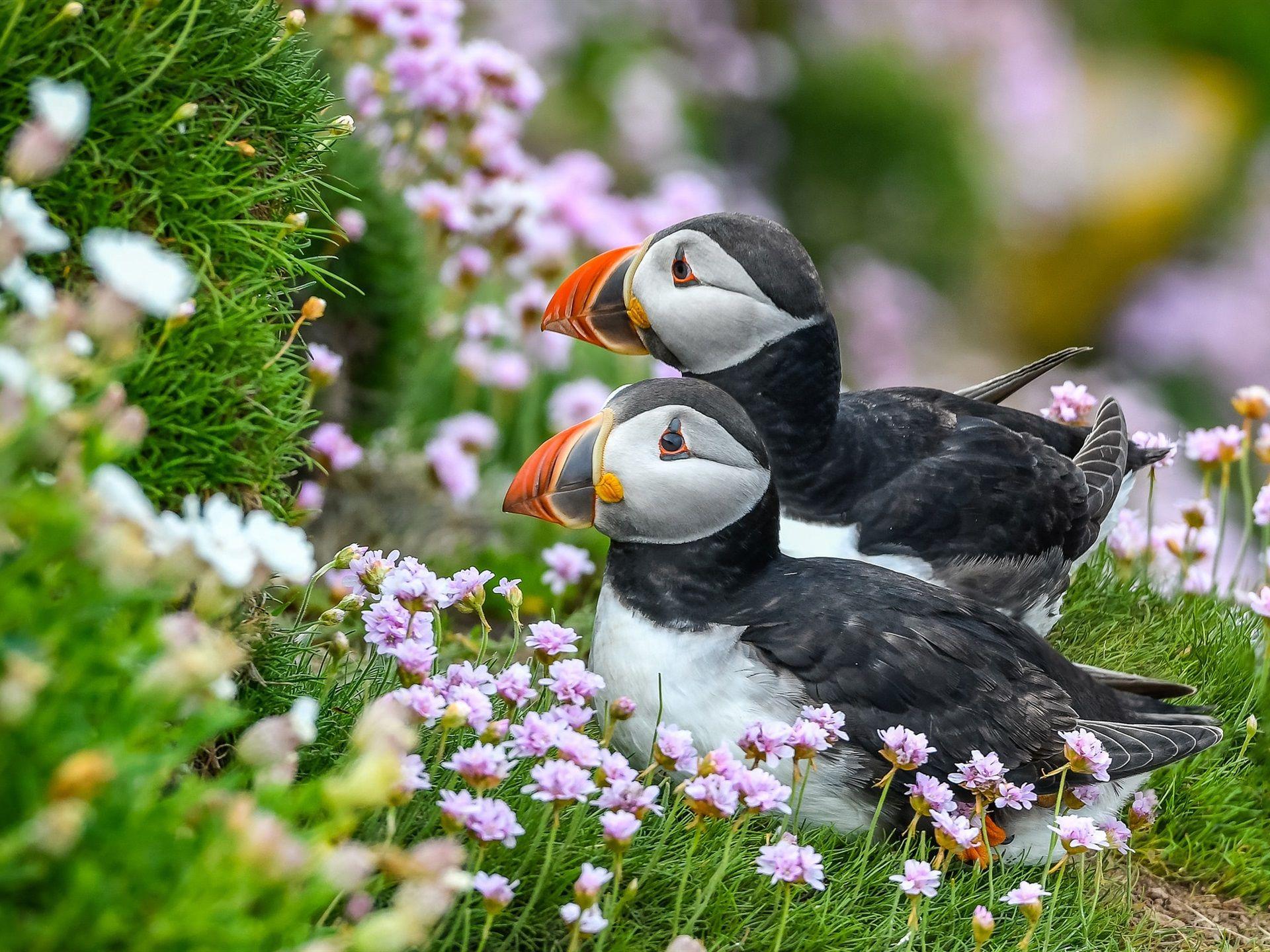 Puffin Wallpapers - Top Free Puffin Backgrounds - WallpaperAccess