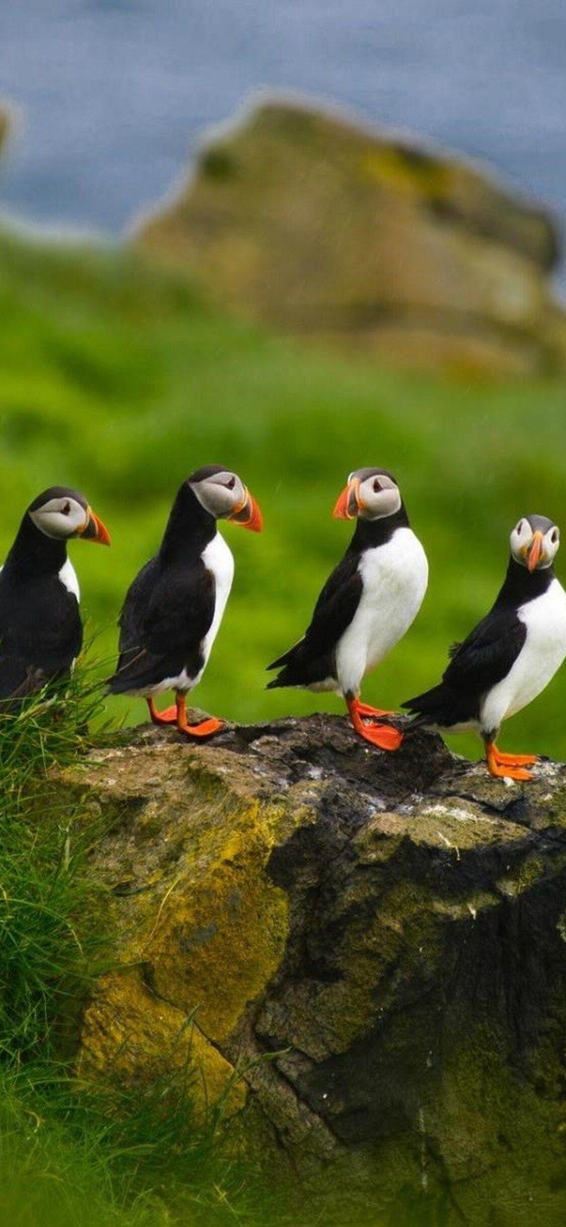 Puffin Wallpapers - Top Free Puffin Backgrounds - WallpaperAccess